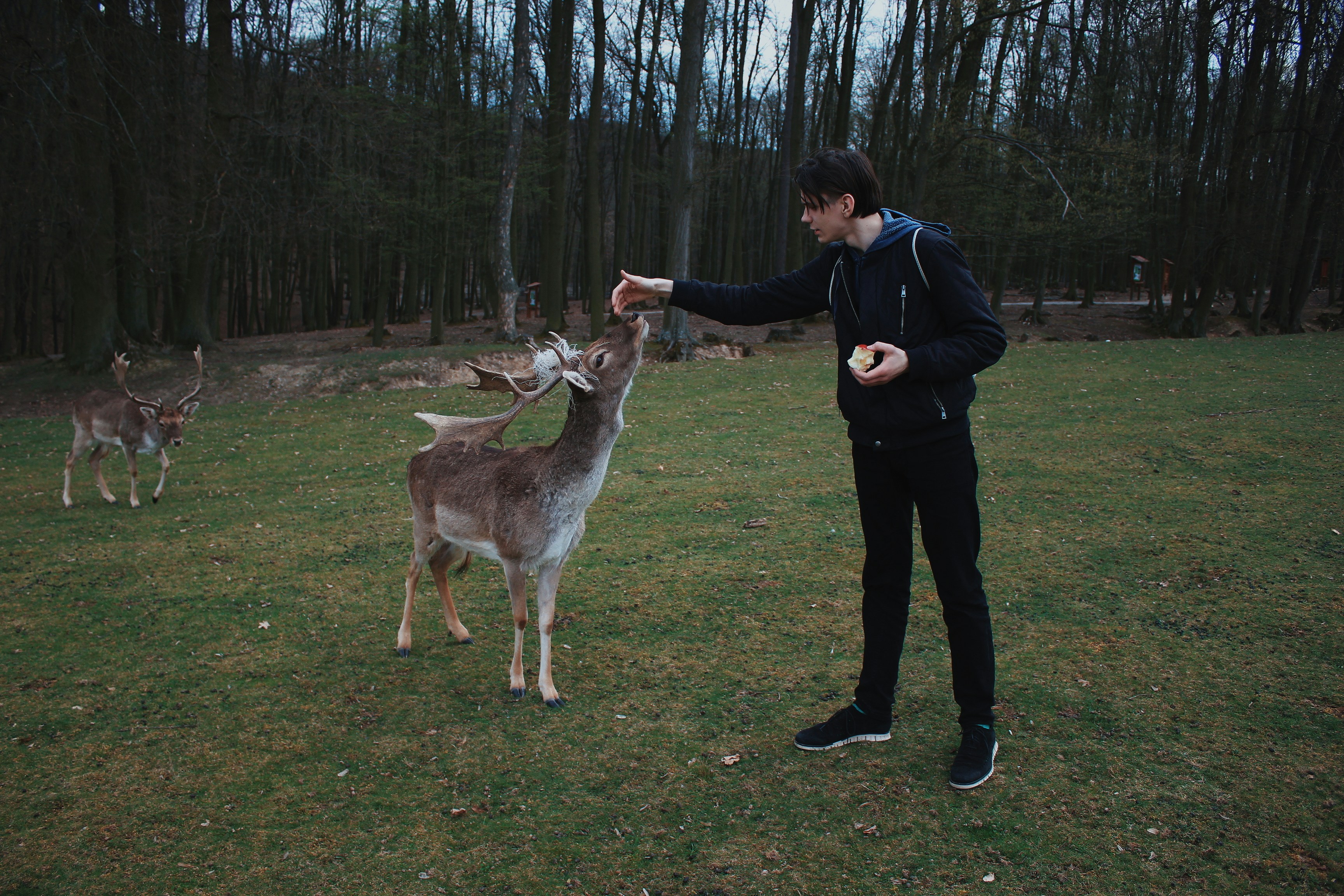 Treats at Dusk: A Man and a Deer Share a Moment in the Park