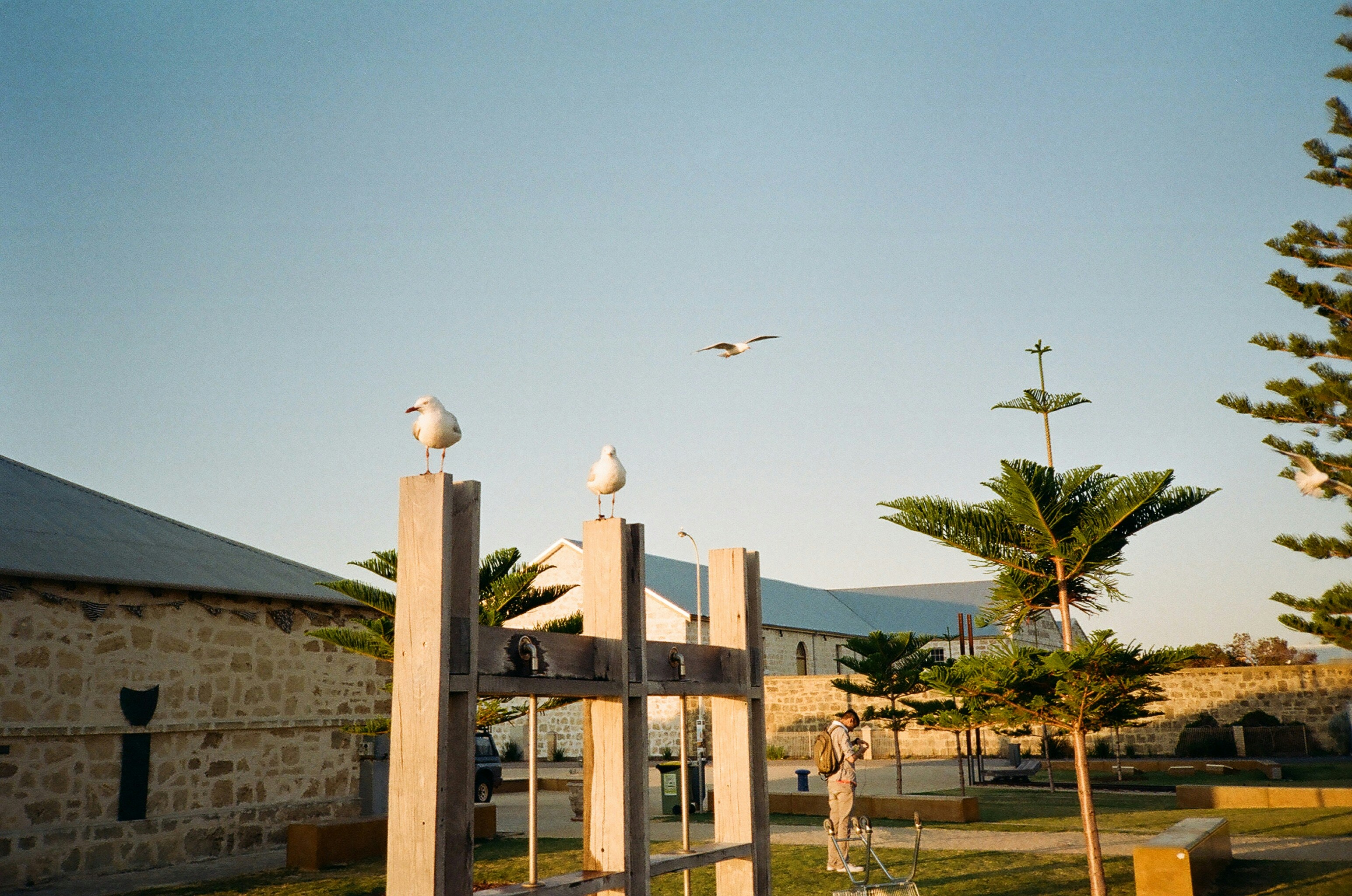 Two seagulls perched on a wooden structure with a serene background of palm trees and buildings under a clear sky.