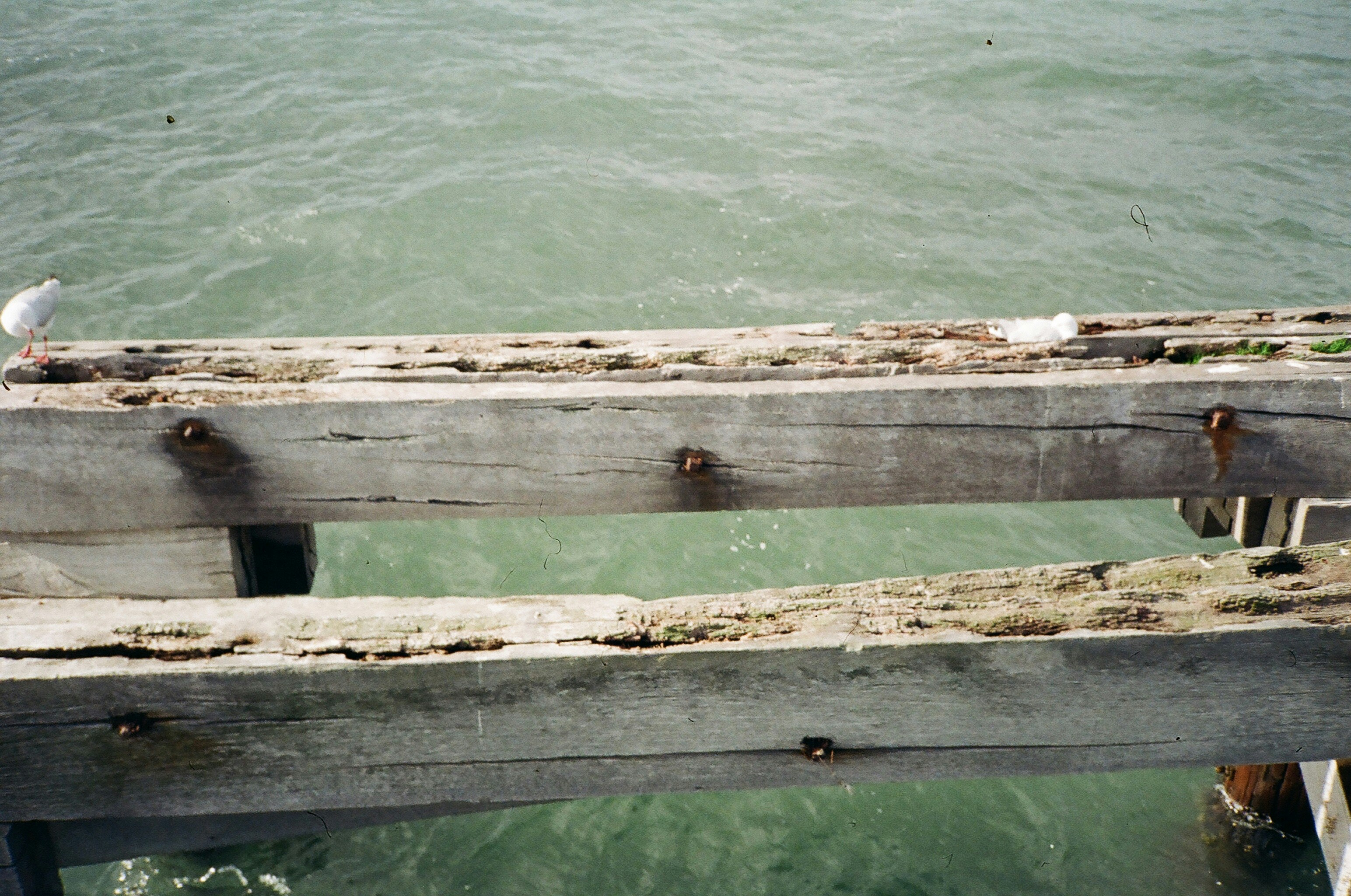 A close-up view of weathered wooden beams on a pier, with a seagull perched on one side, highlighting the textures and colors of the aged wood against the shimmering water below.