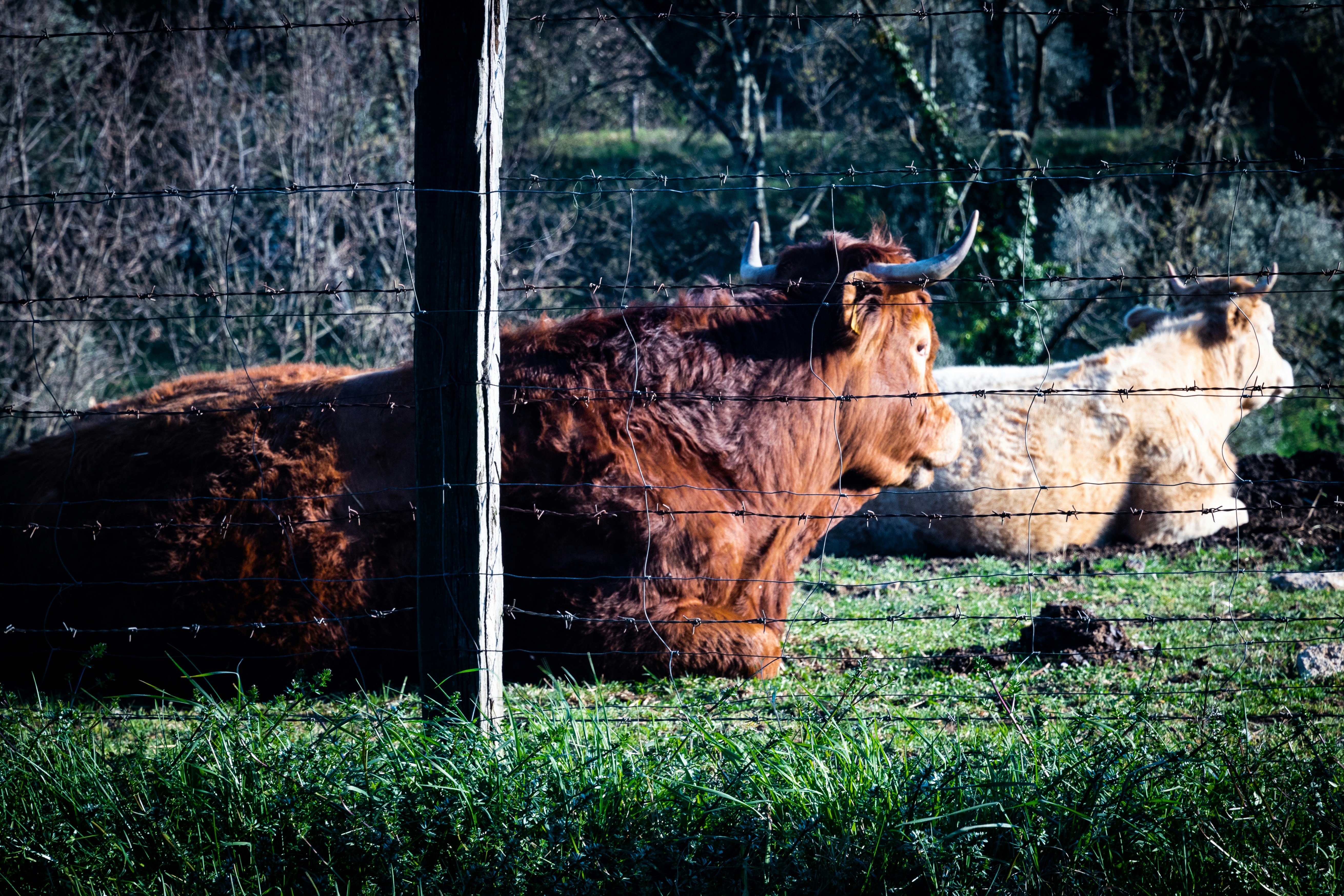 Pasture Partners: Two Cattle Rest in Dappled Light by a Wire-Fenced Field