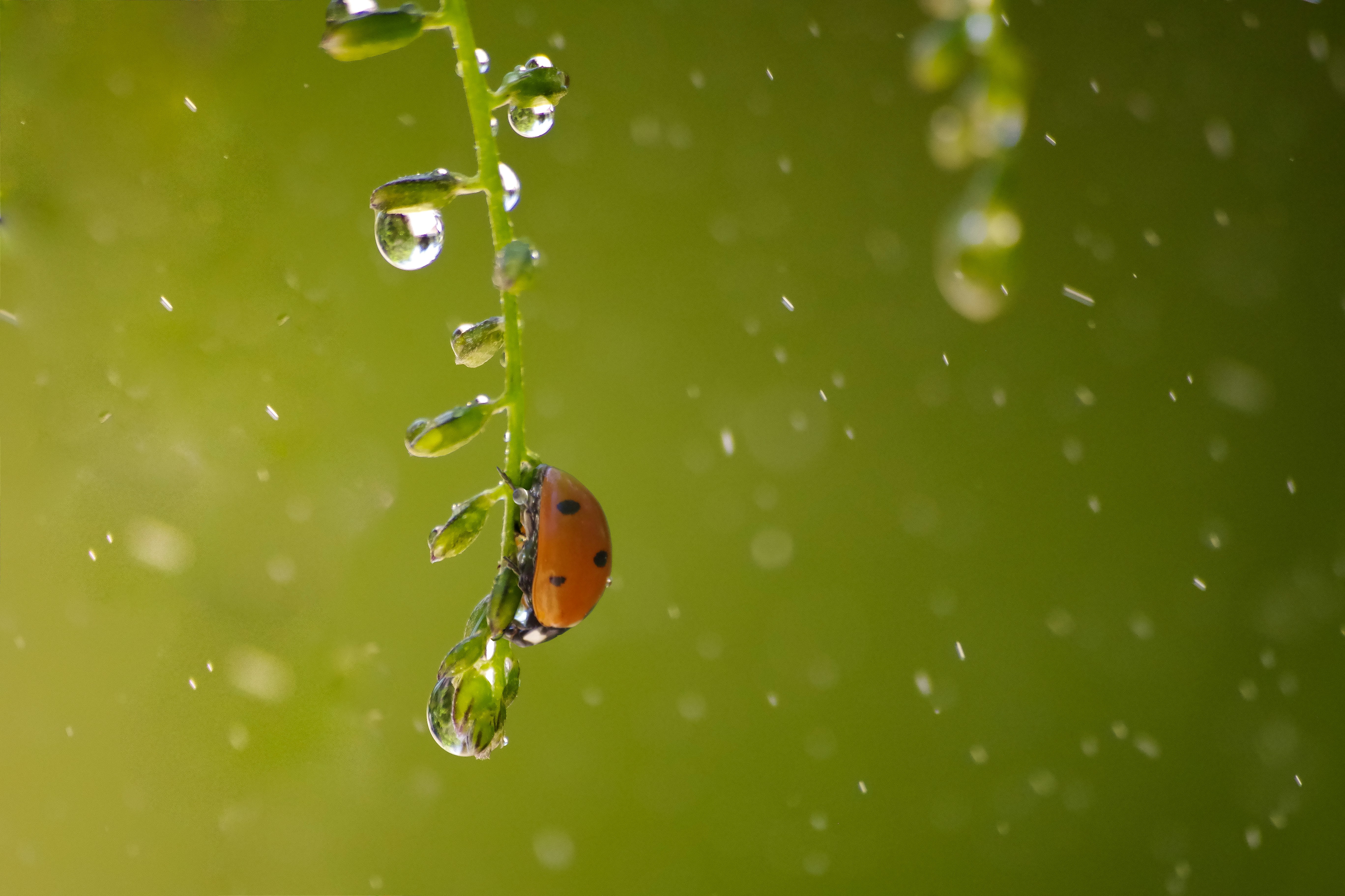 Droplet-laden stem with a solitary ladybug