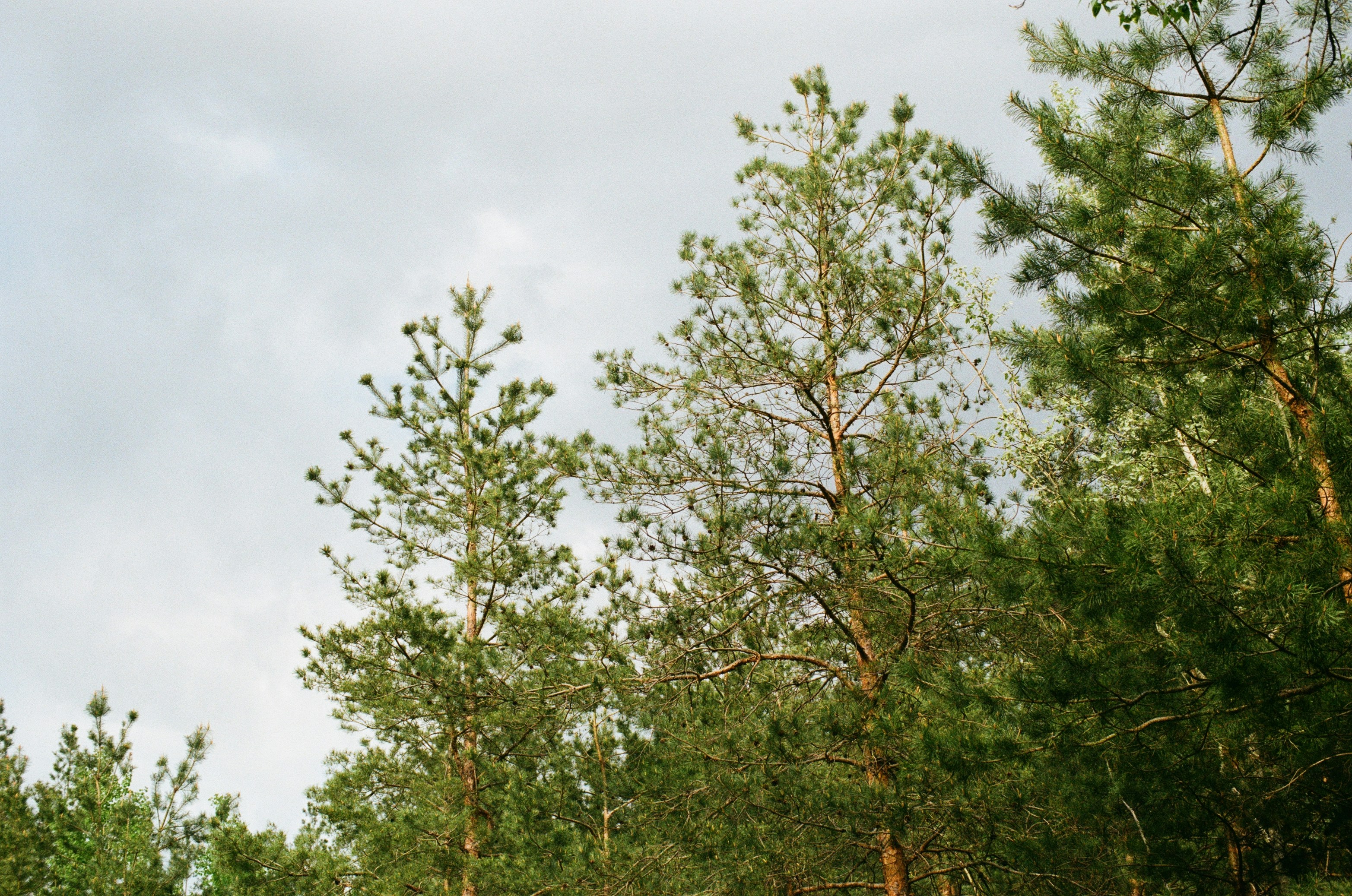 Tall pine trees reaching towards a cloudy sky, capturing the essence of a tranquil forest atmosphere.