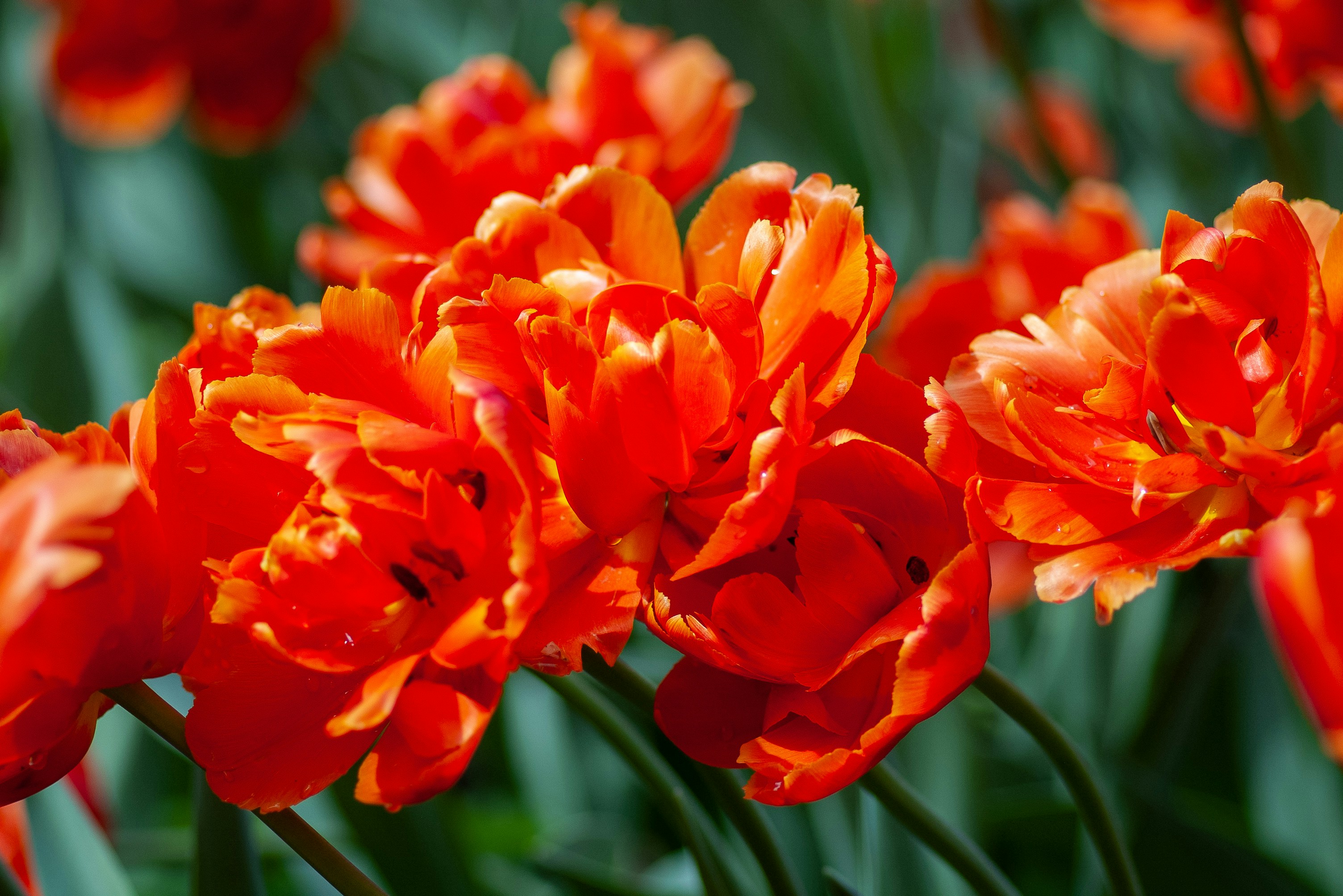 750+ Red Flowers Pictures | Download Free Images on Unsplash