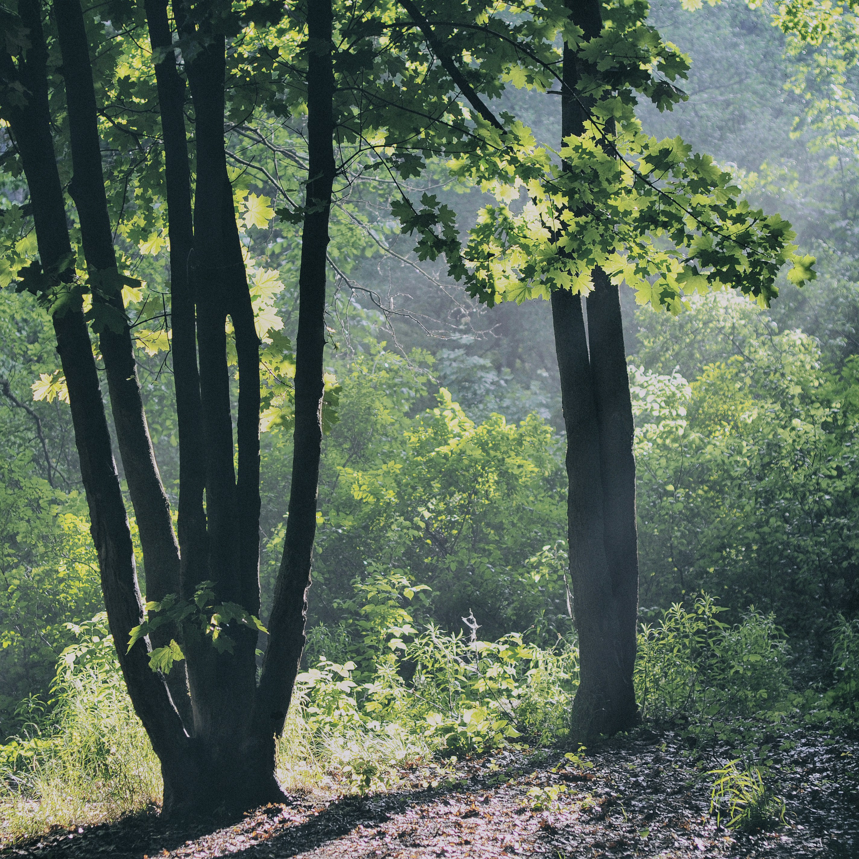 Sunlight filters through vibrant green leaves, illuminating the tranquil forest floor and creating a serene atmosphere.