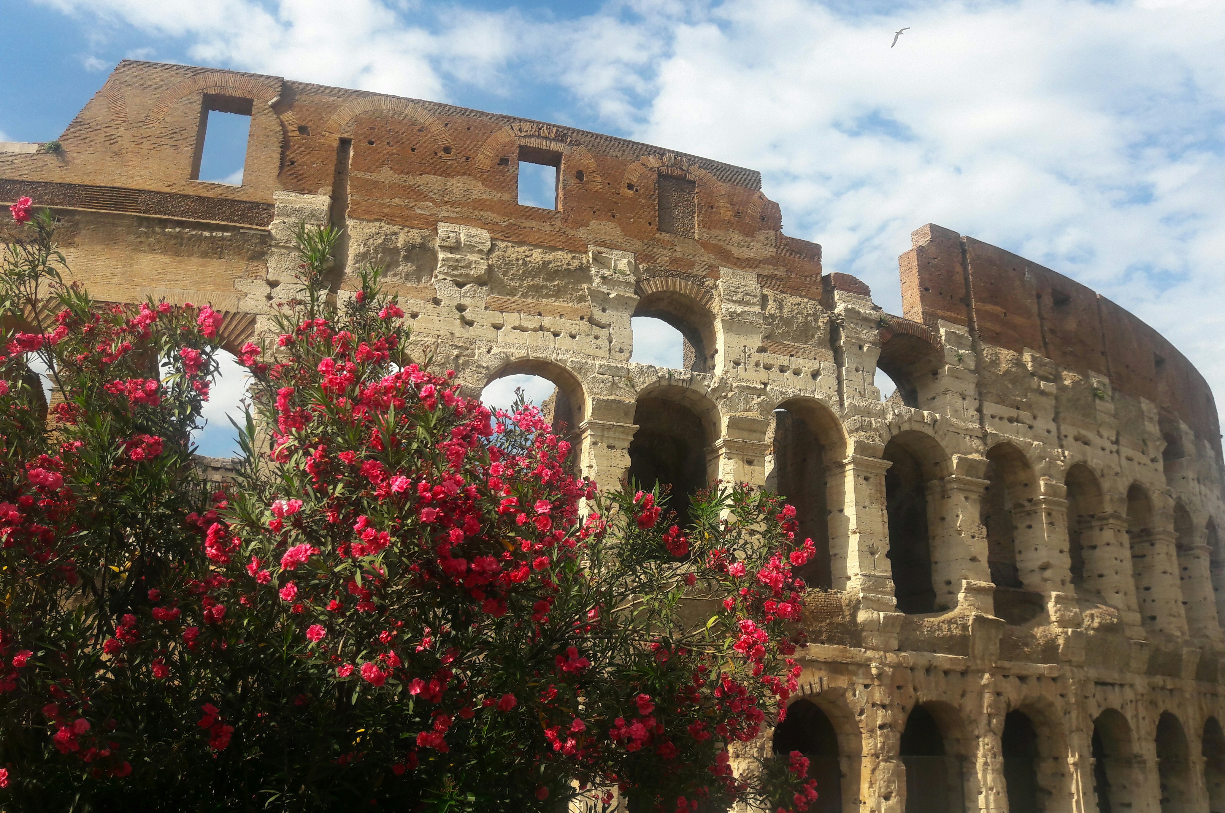 Crimson Bougainvillea Framing the Colosseum: Rome in Bloom