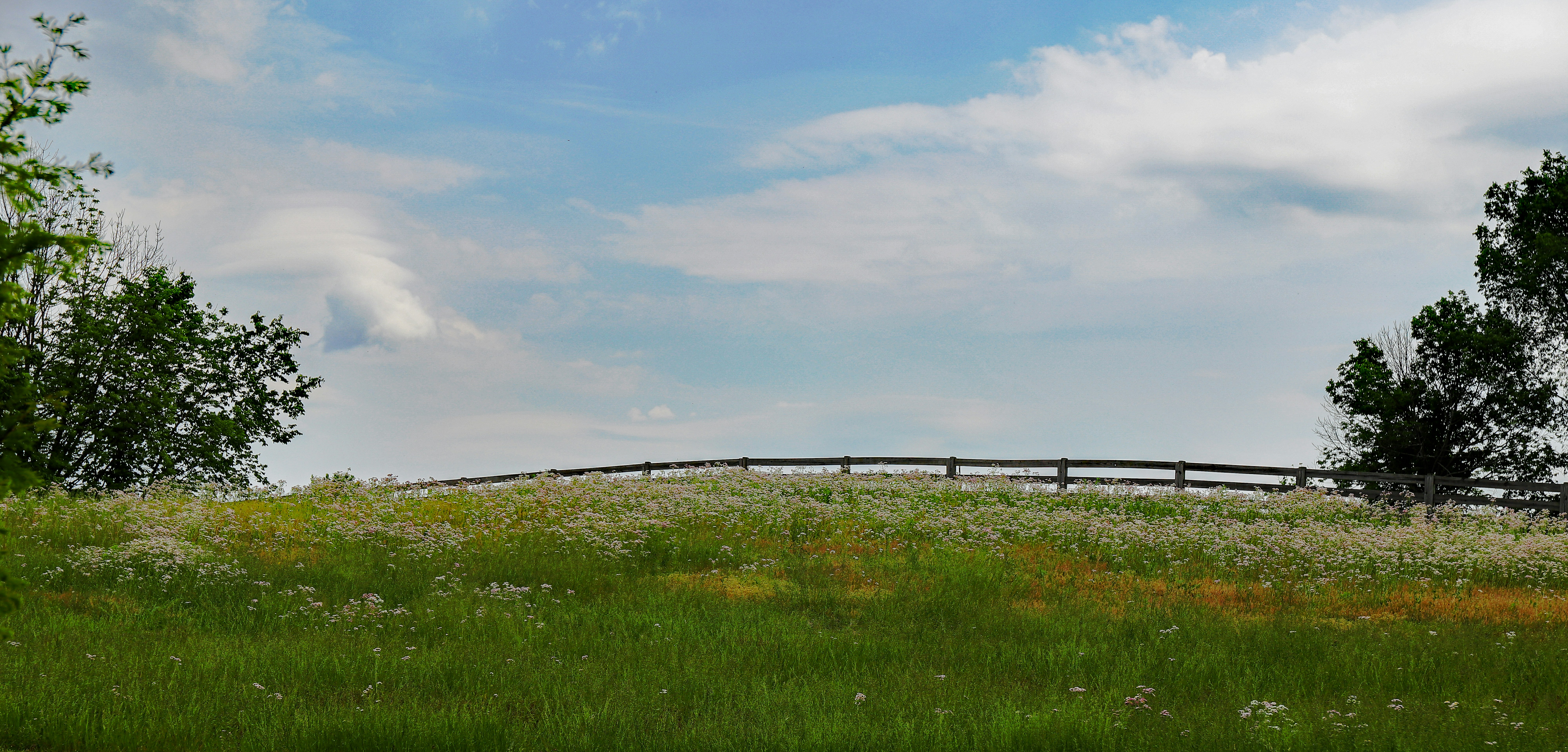 Lush green meadow adorned with wildflowers, framed by a rustic wooden fence under a bright sky. A serene landscape evoking tranquility.