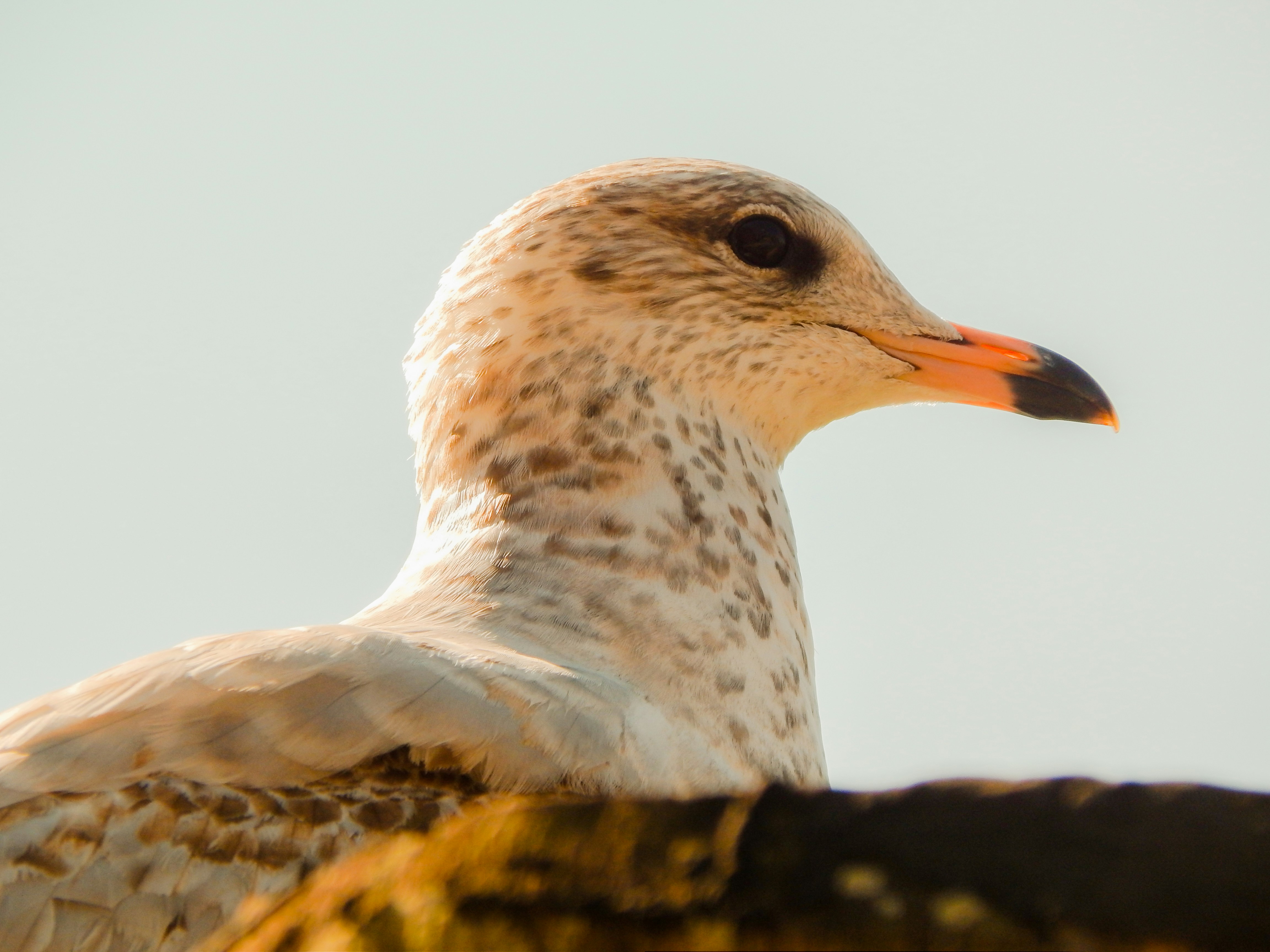 Seagull perched on a ledge, showcasing its striking profile against a soft, light background.