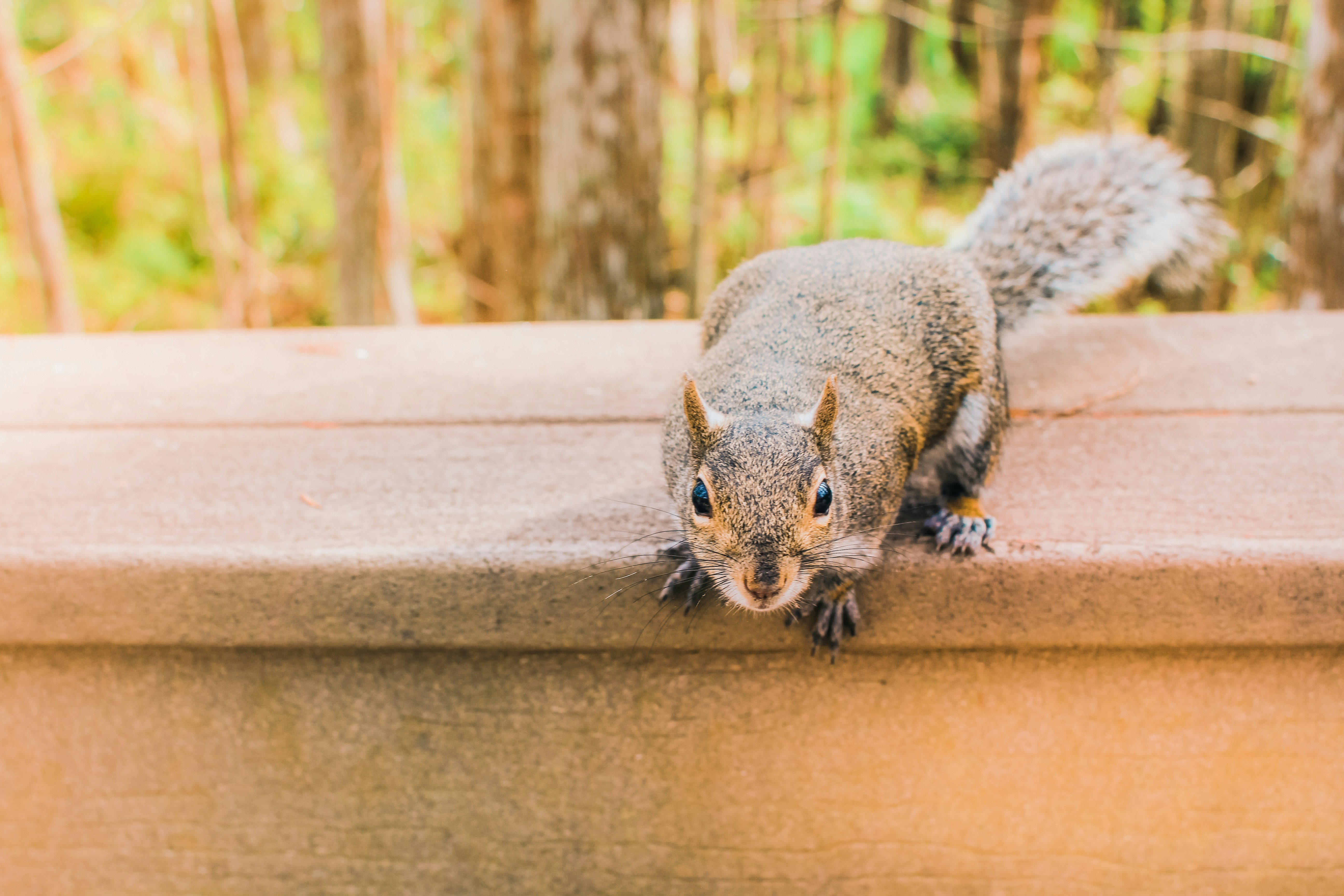 Curious Squirrel Perch on a Sunlit Railing