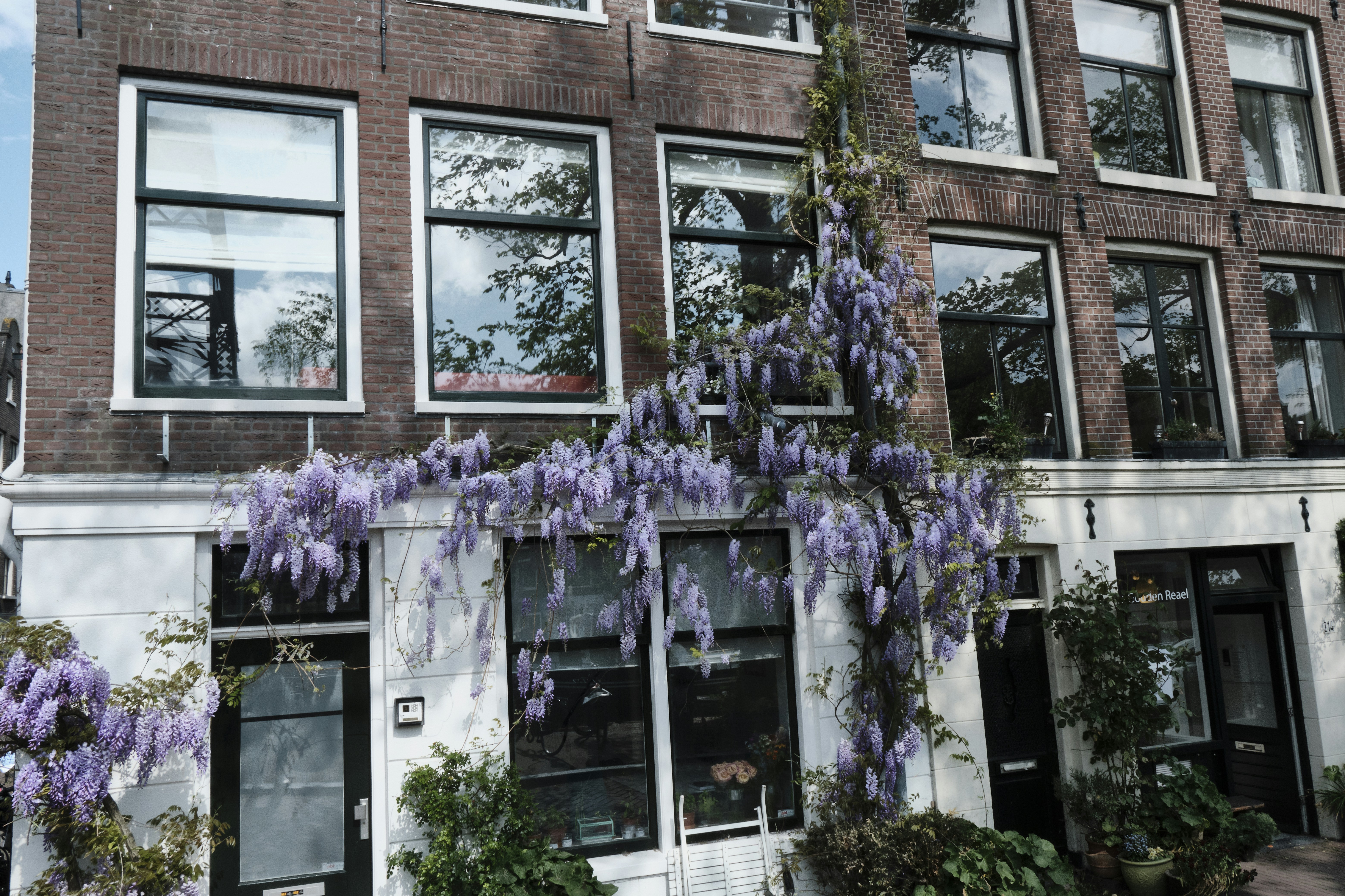Delicate wisteria blooms cascade down a brick wall, intertwining with urban architecture. The scene captures the harmony between nature and city life.