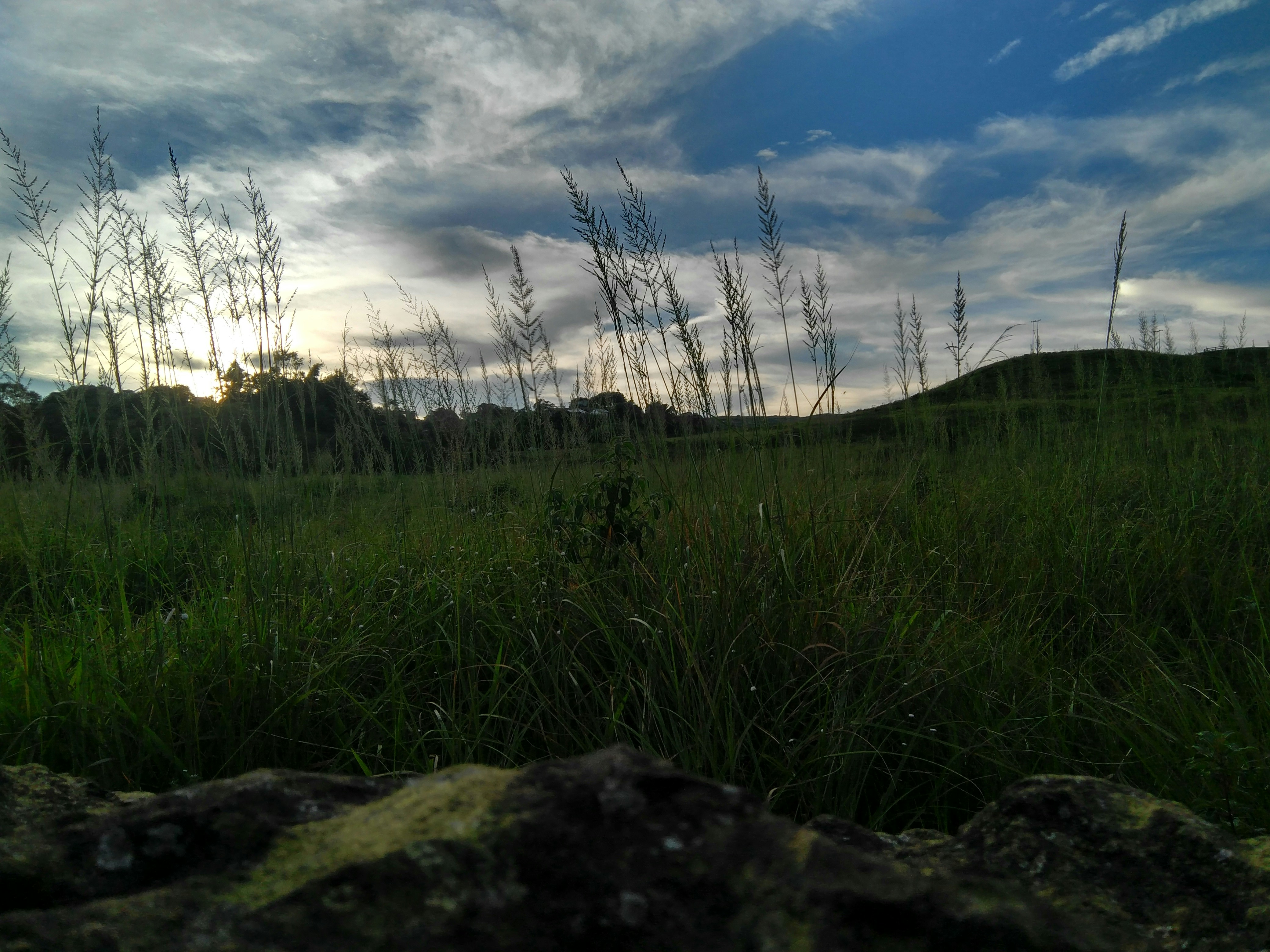 Tall grasses sway gently against a backdrop of rolling hills and a colorful sky at dusk.