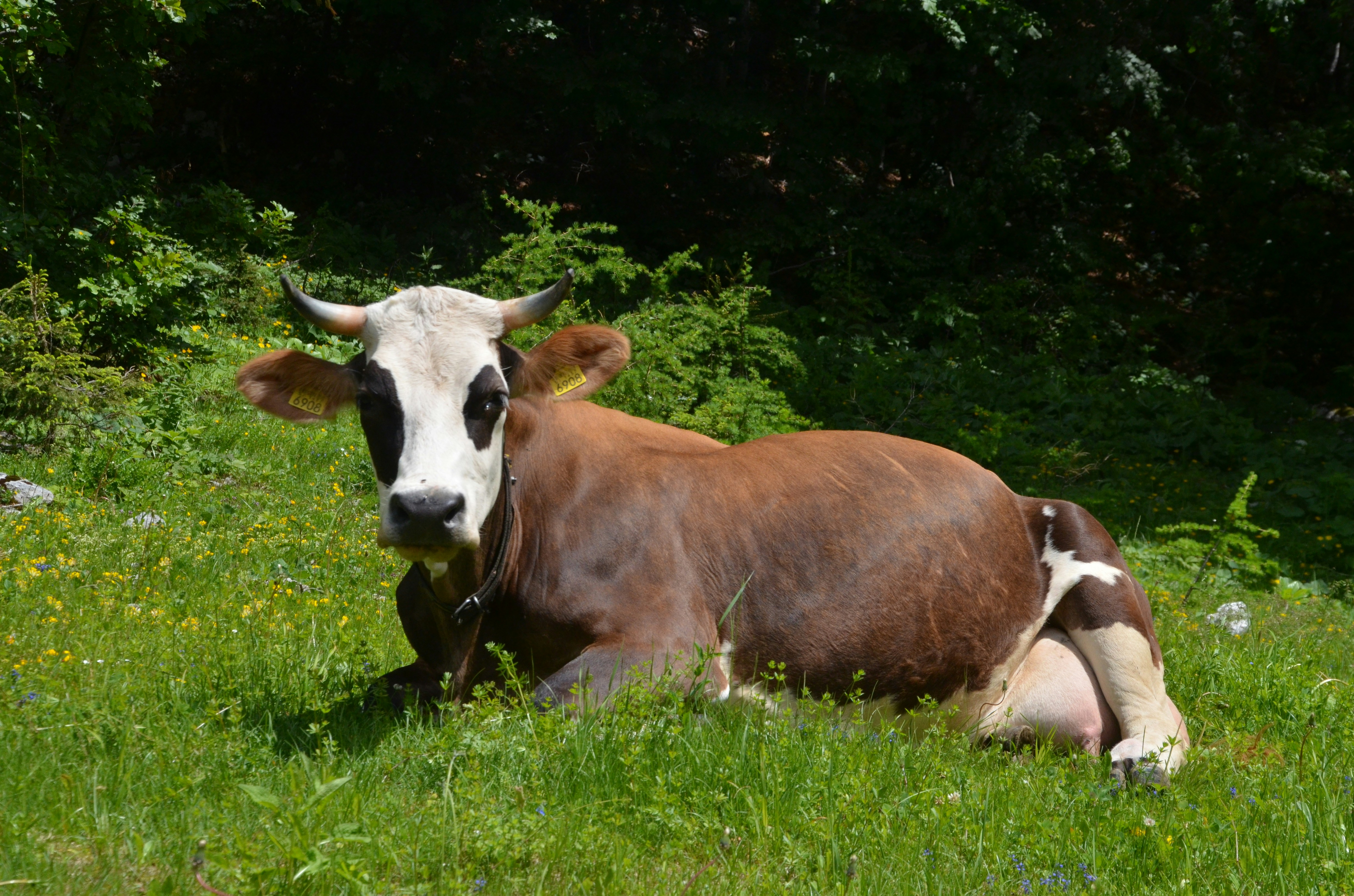 Pasture Sentinel: A Brown-and-White Cow Reclines in Sunlit Meadow