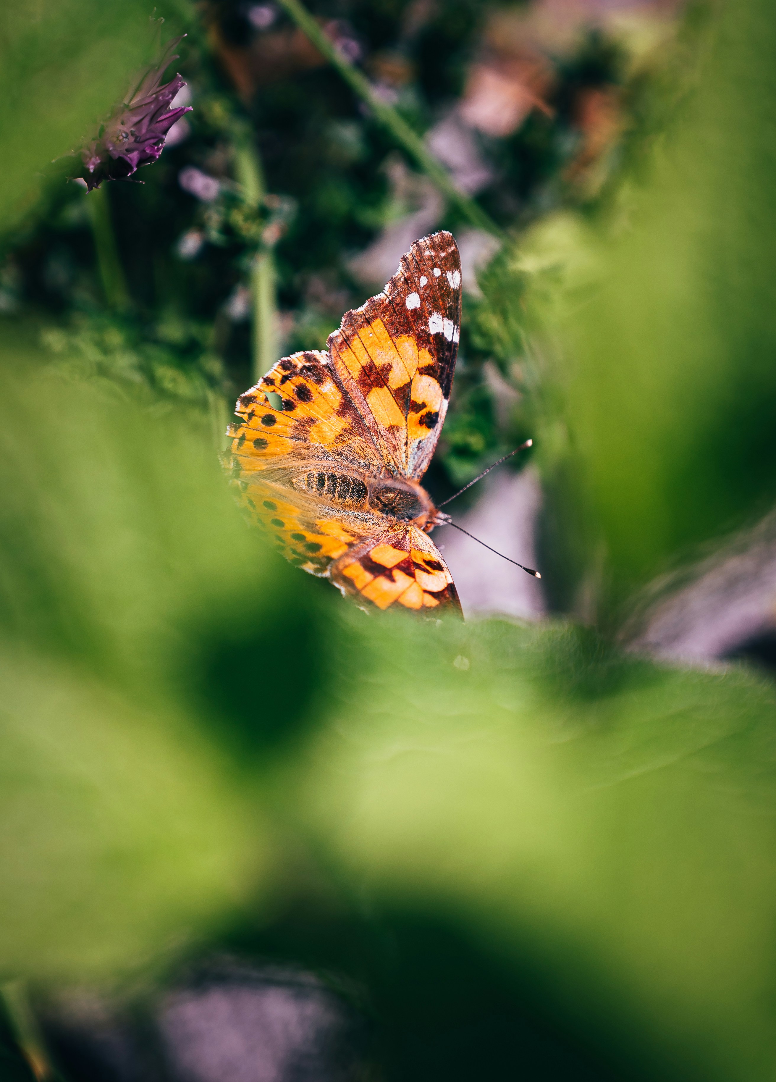 Painted Lady on a Velvet Green Stage