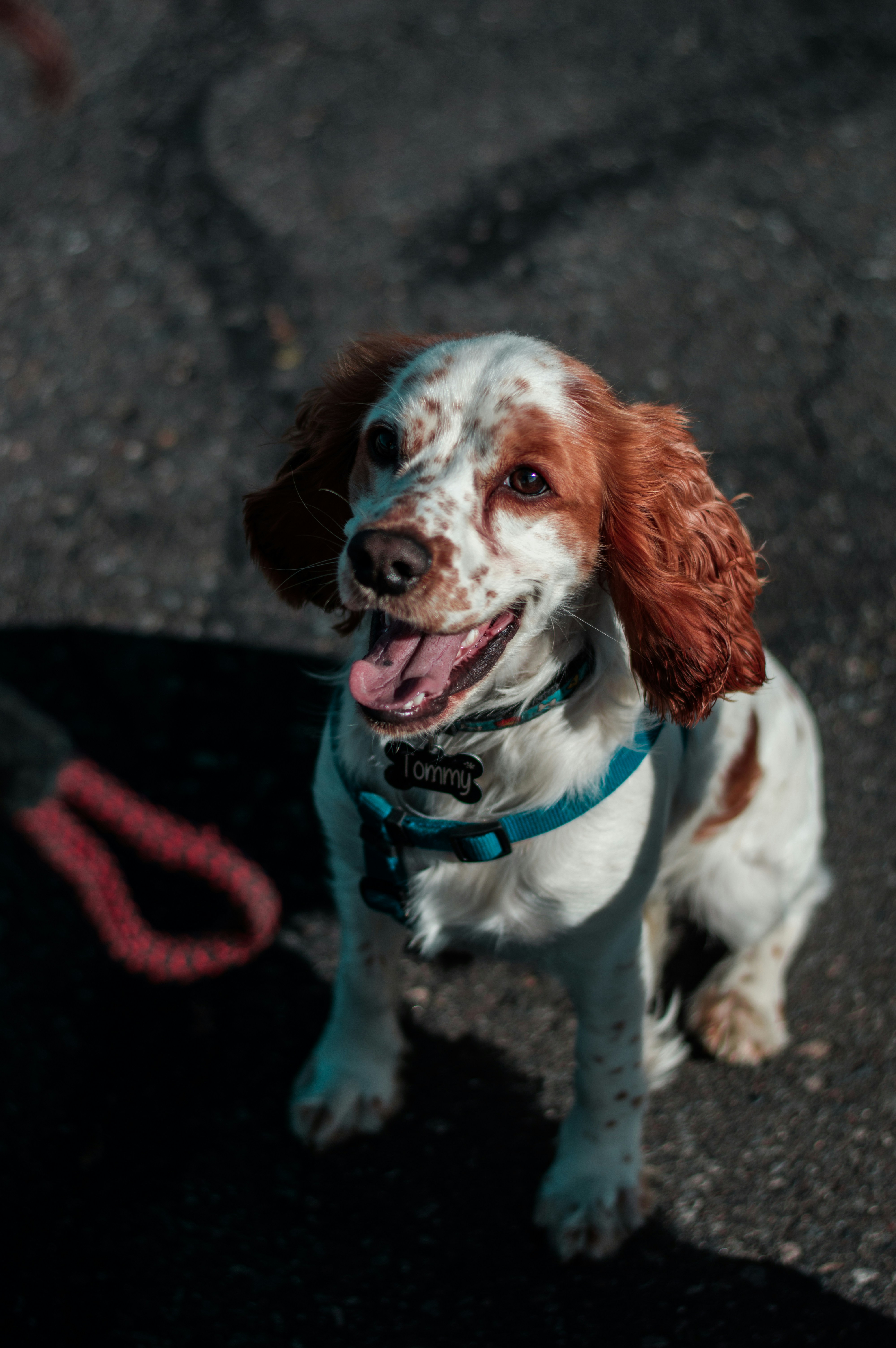 woof | 5 best free woof, dog, animal and canine photos on Unsplash