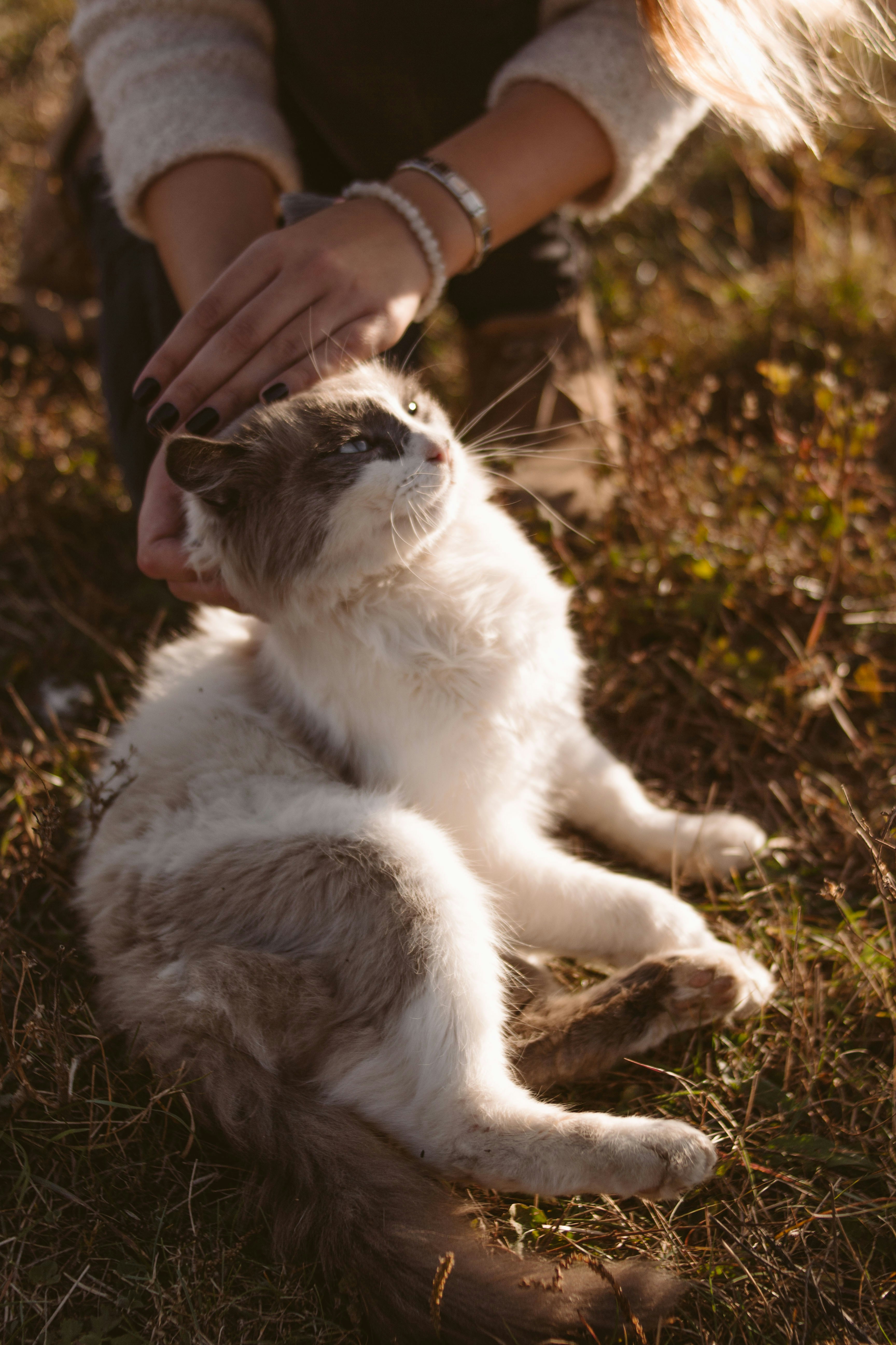 A fluffy cat enjoys gentle affection from a person, surrounded by soft grass and warm sunlight.