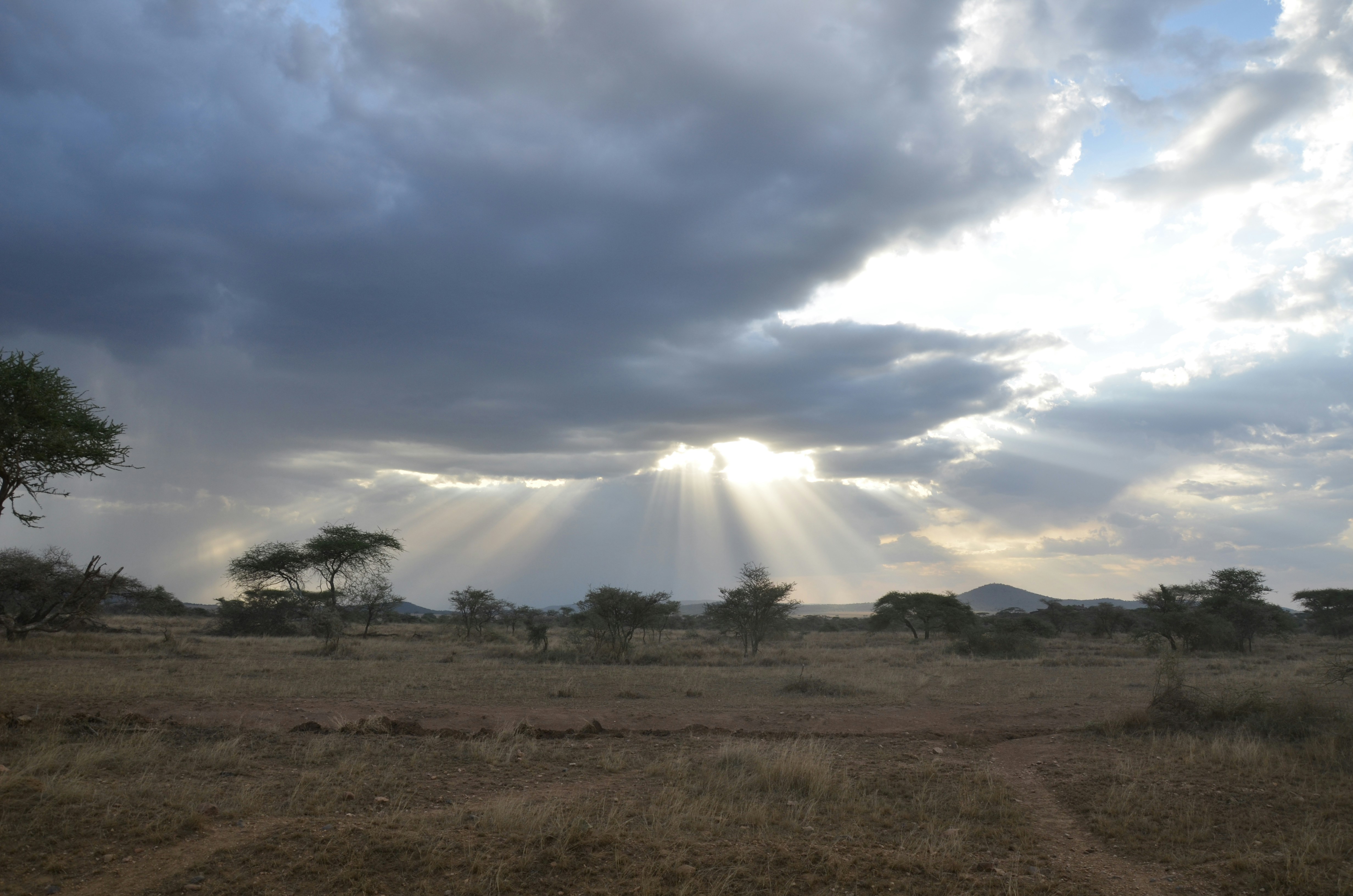 Rays Over the Savannah: Distant trees under a dramatic cloudscape