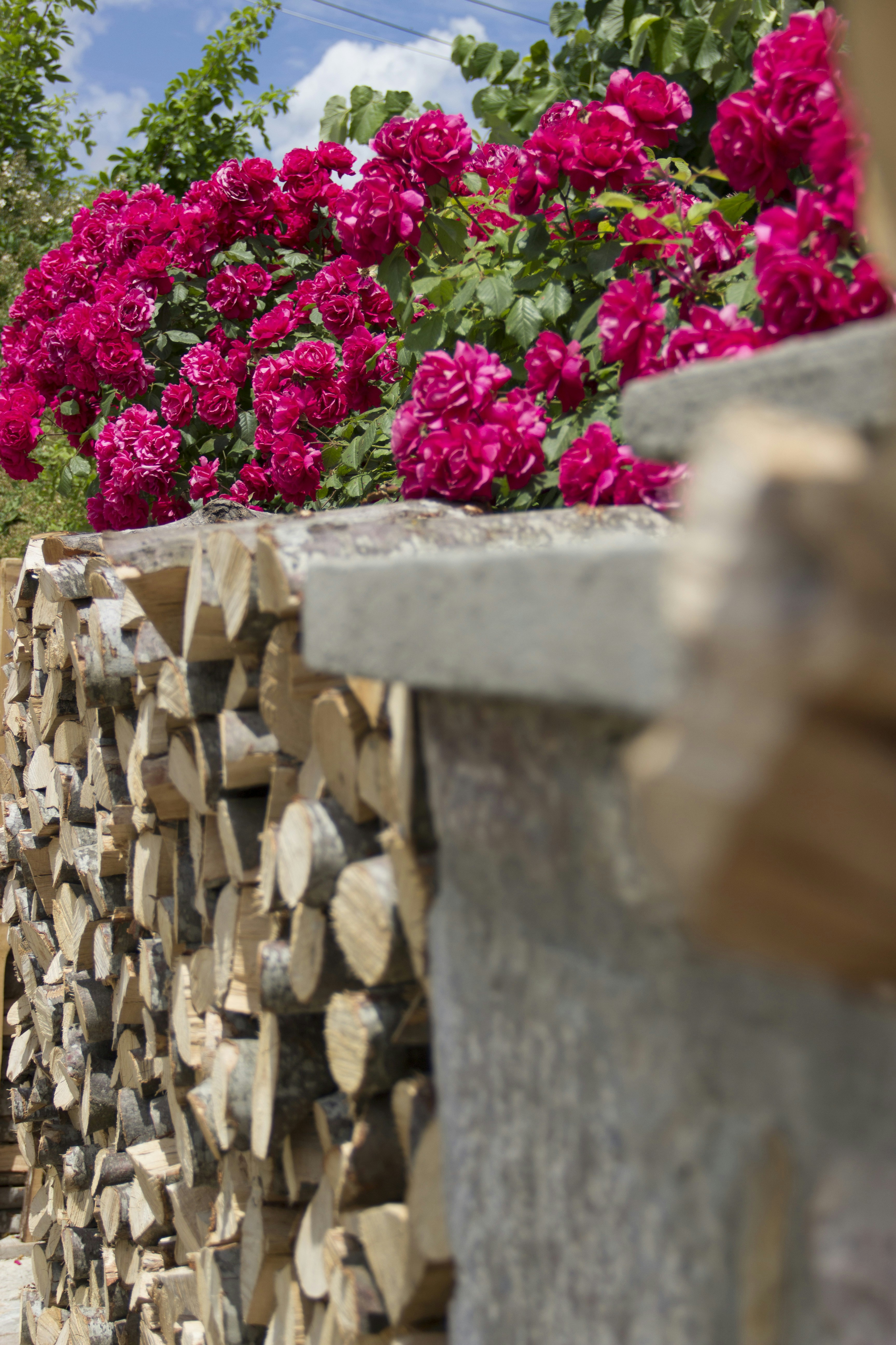 Crimson Roses Crown a Timber Stack Beneath a Bright Summer Sky