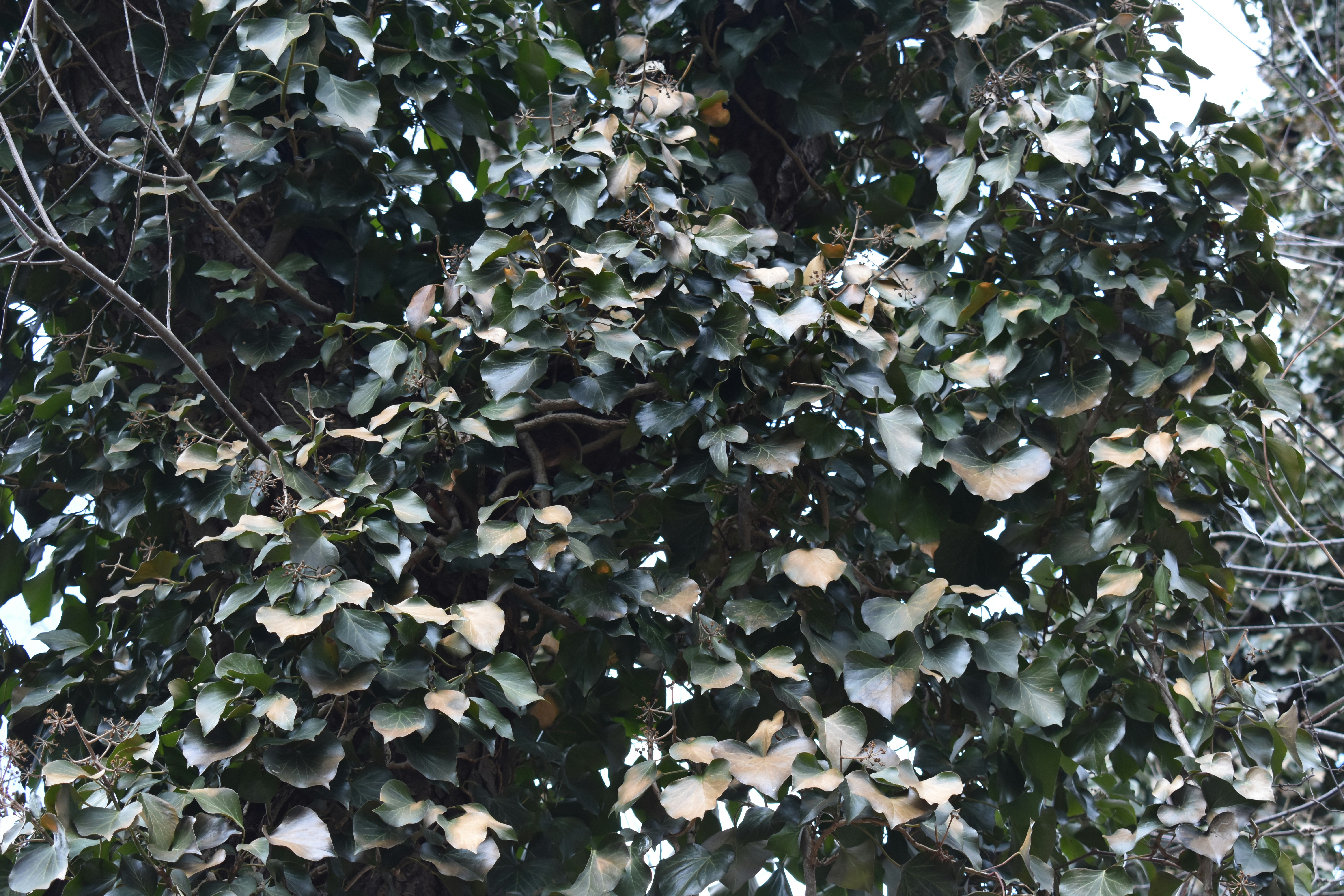 Lush foliage interspersed with muted, pale leaves, creating a textured tapestry of nature. The intricate layering of leaves showcases the diversity of the tree's canopy.