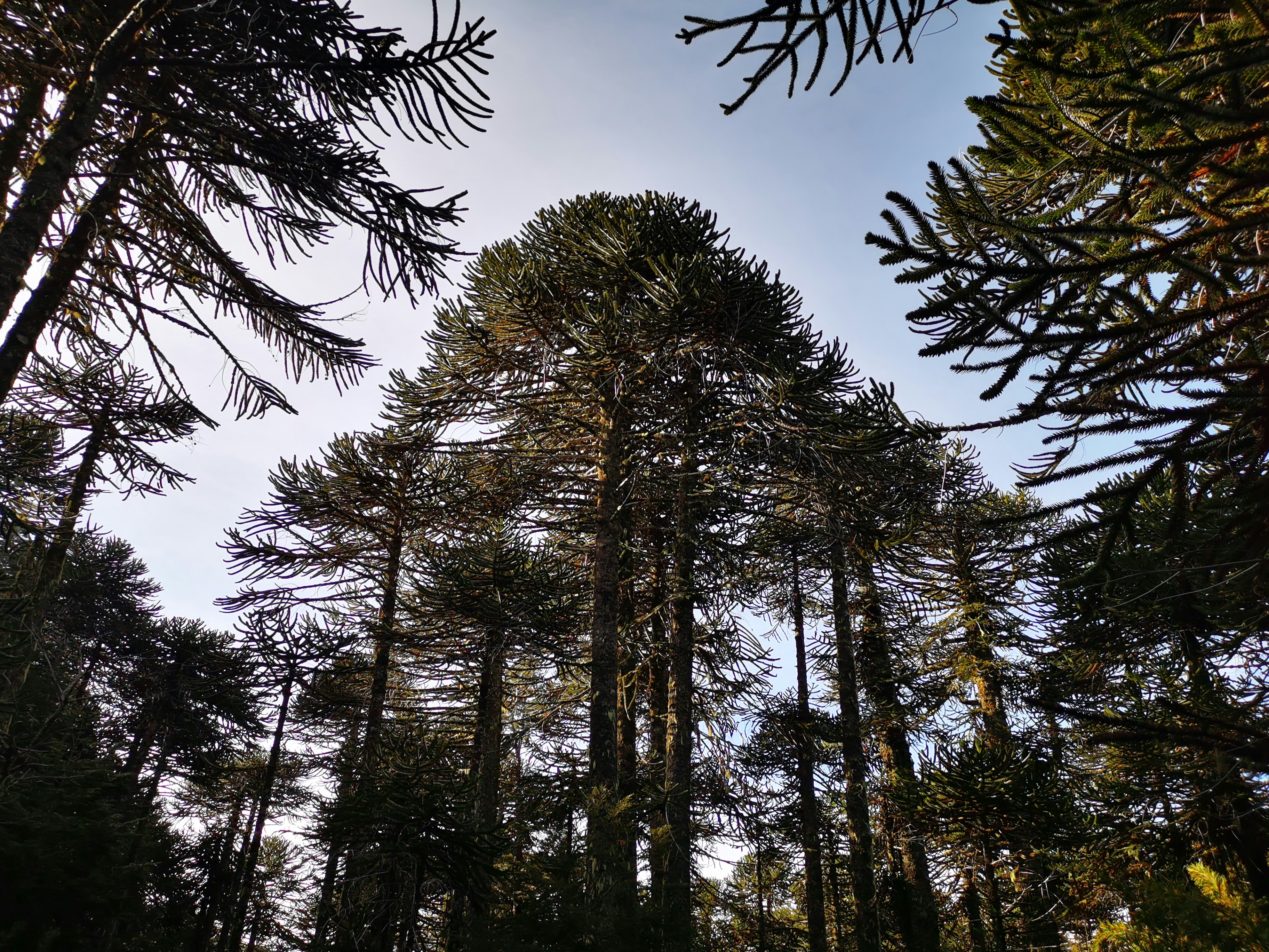 Tall evergreen trees reaching toward a clear blue sky, with light filtering through the branches.