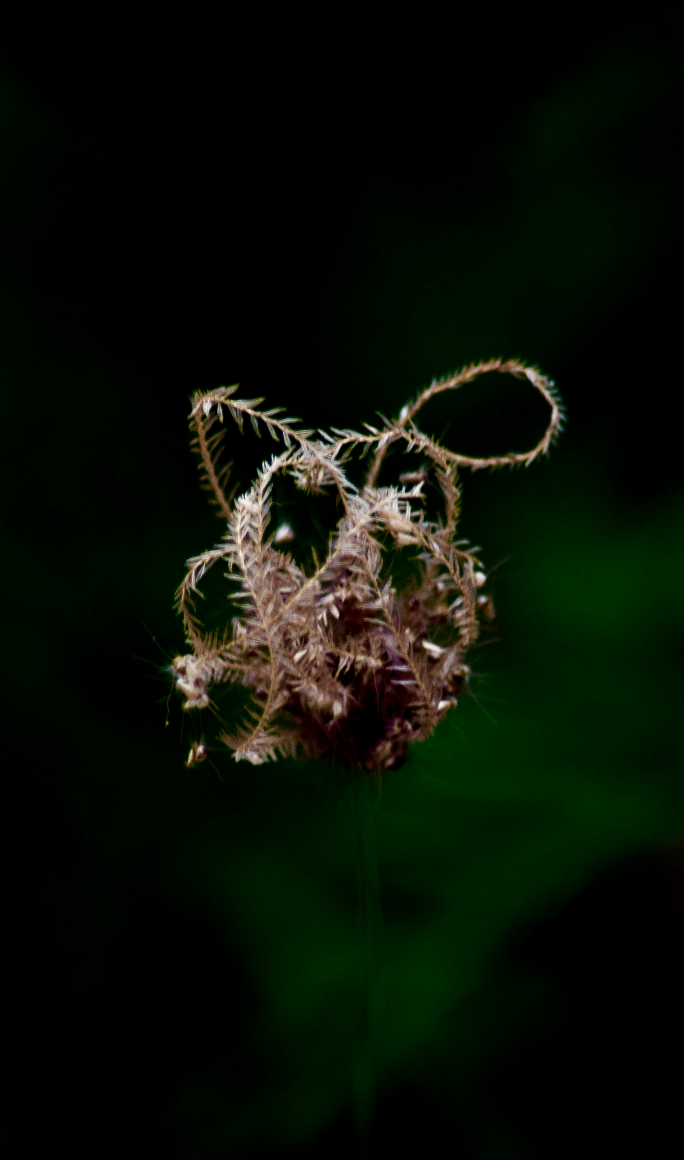 Curling Seedhead in Velvet Night