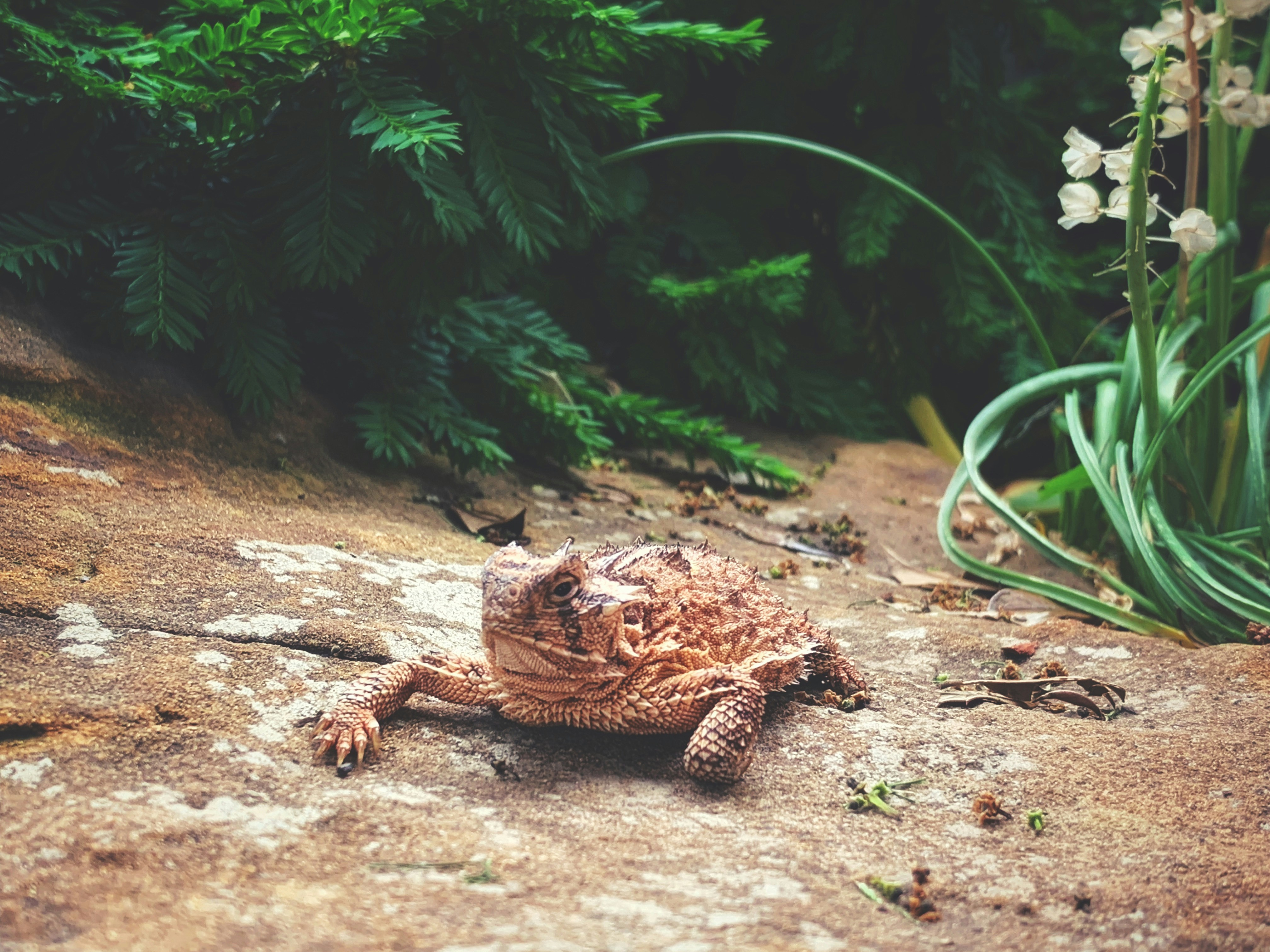 Sun-Warmed Garden Toad Repose on a Mossy Stone