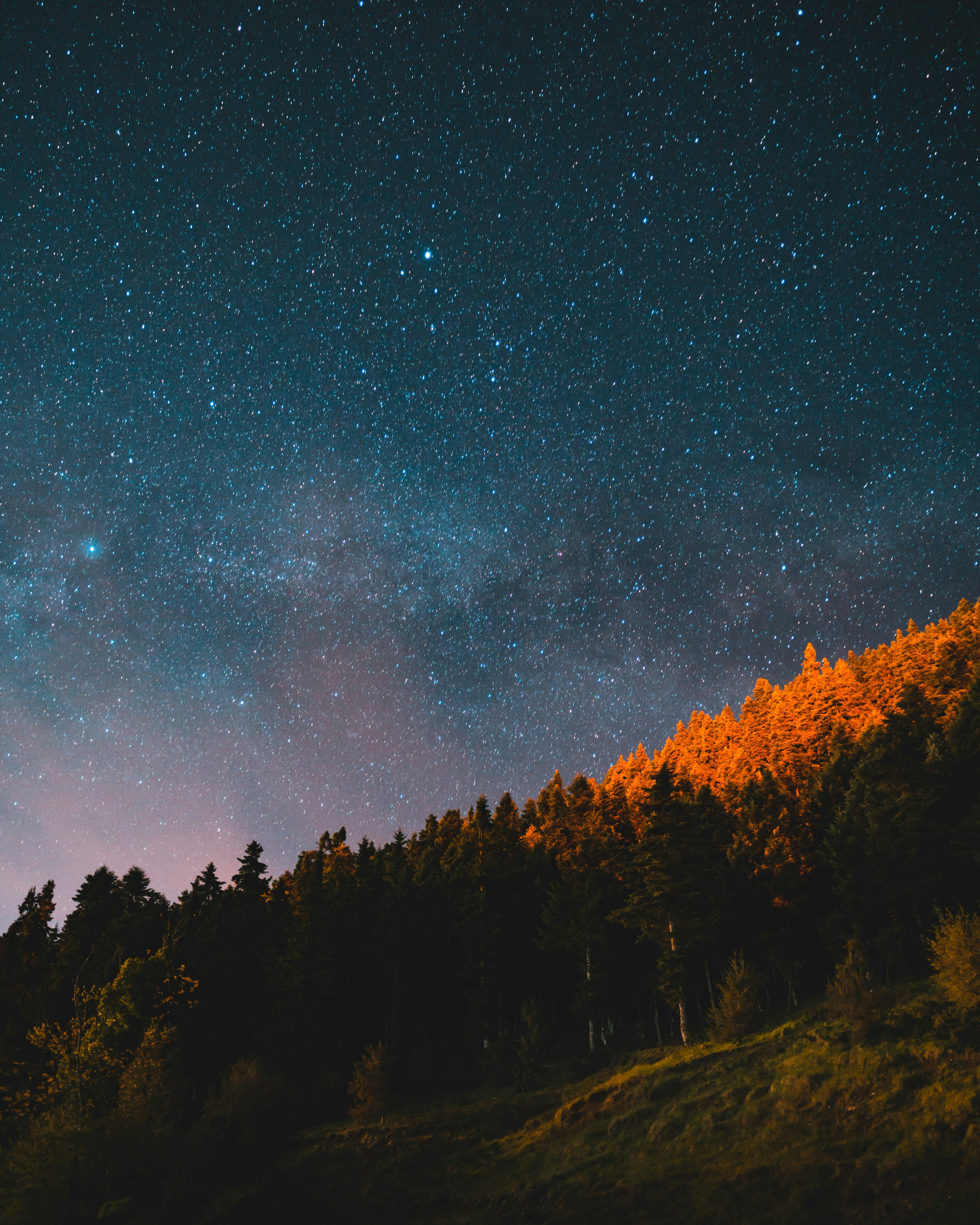 trees under starry night