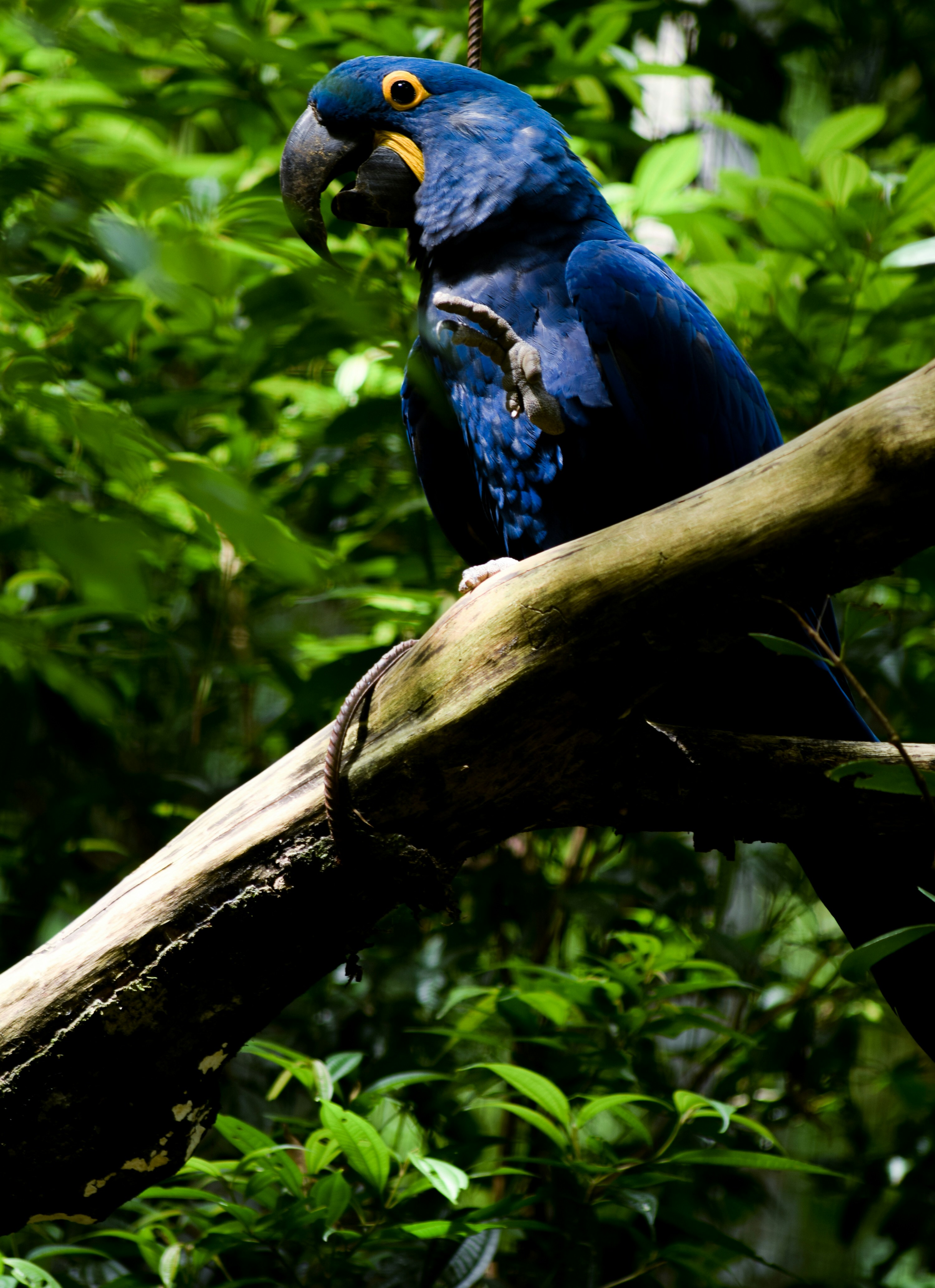 Vibrant blue macaw perched on a branch amidst lush green foliage, showcasing its striking plumage and inquisitive gaze.