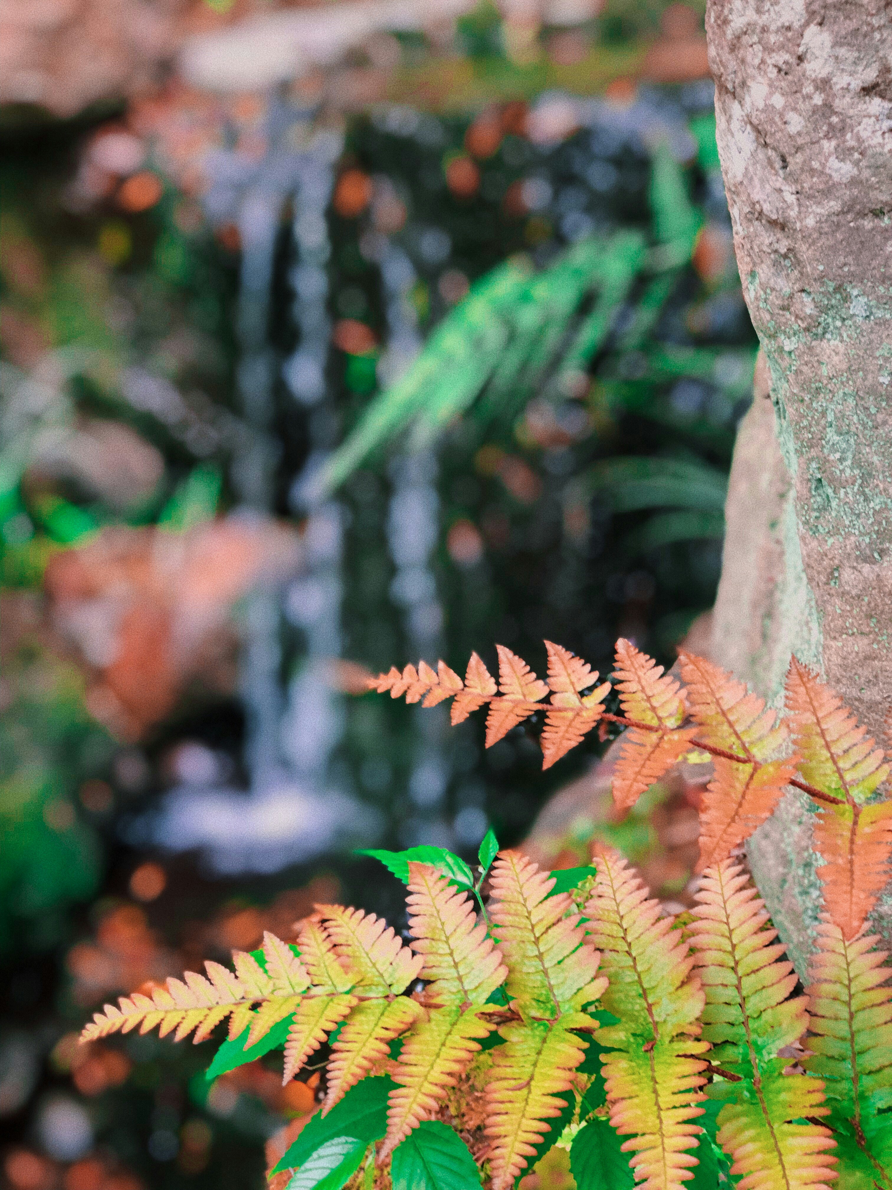 Crimson Fronds Framing a Hidden Waterfall