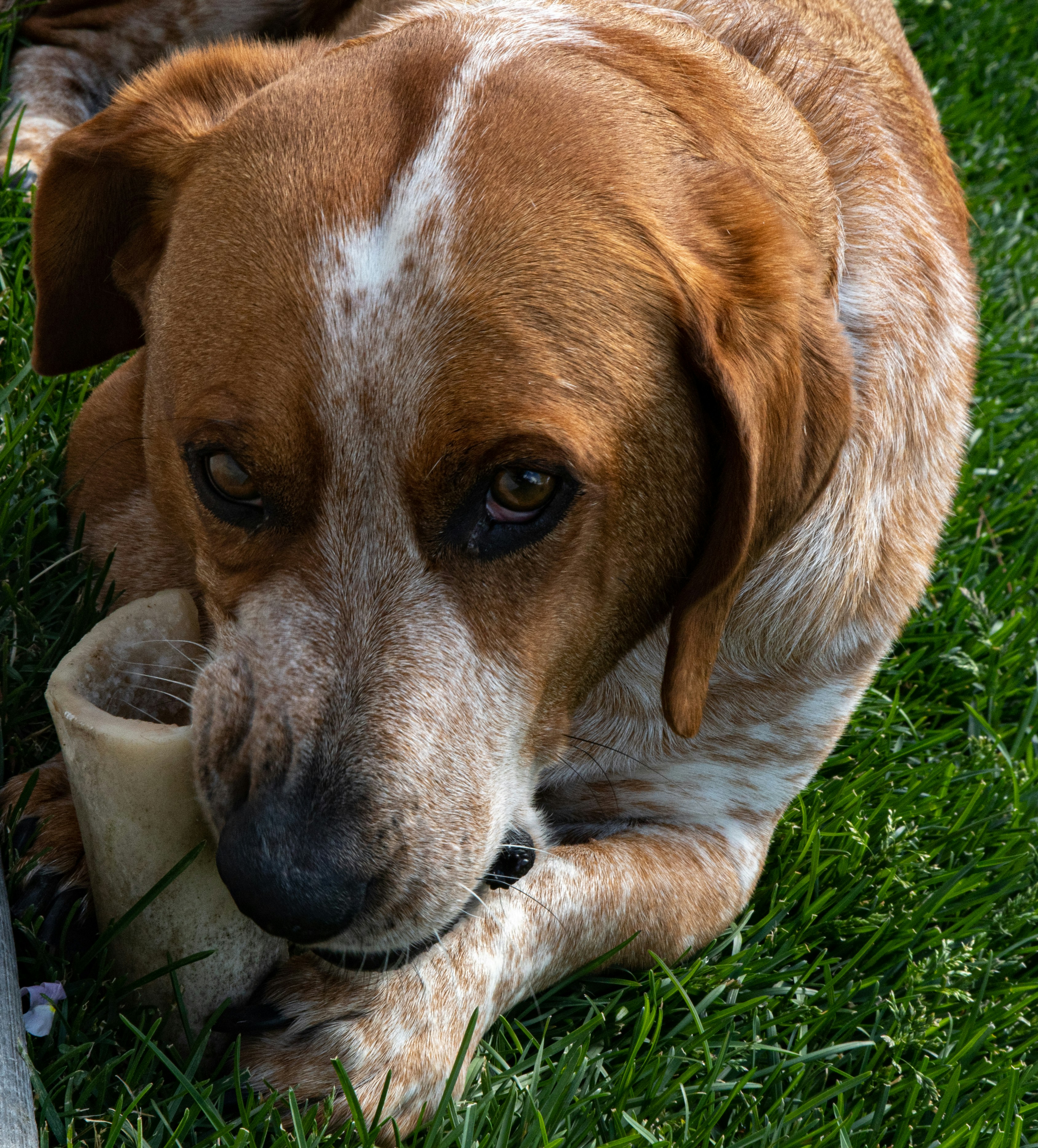 Amber-Eyed Moment: A Calm Pup Chews a Bone on the Green Lawn