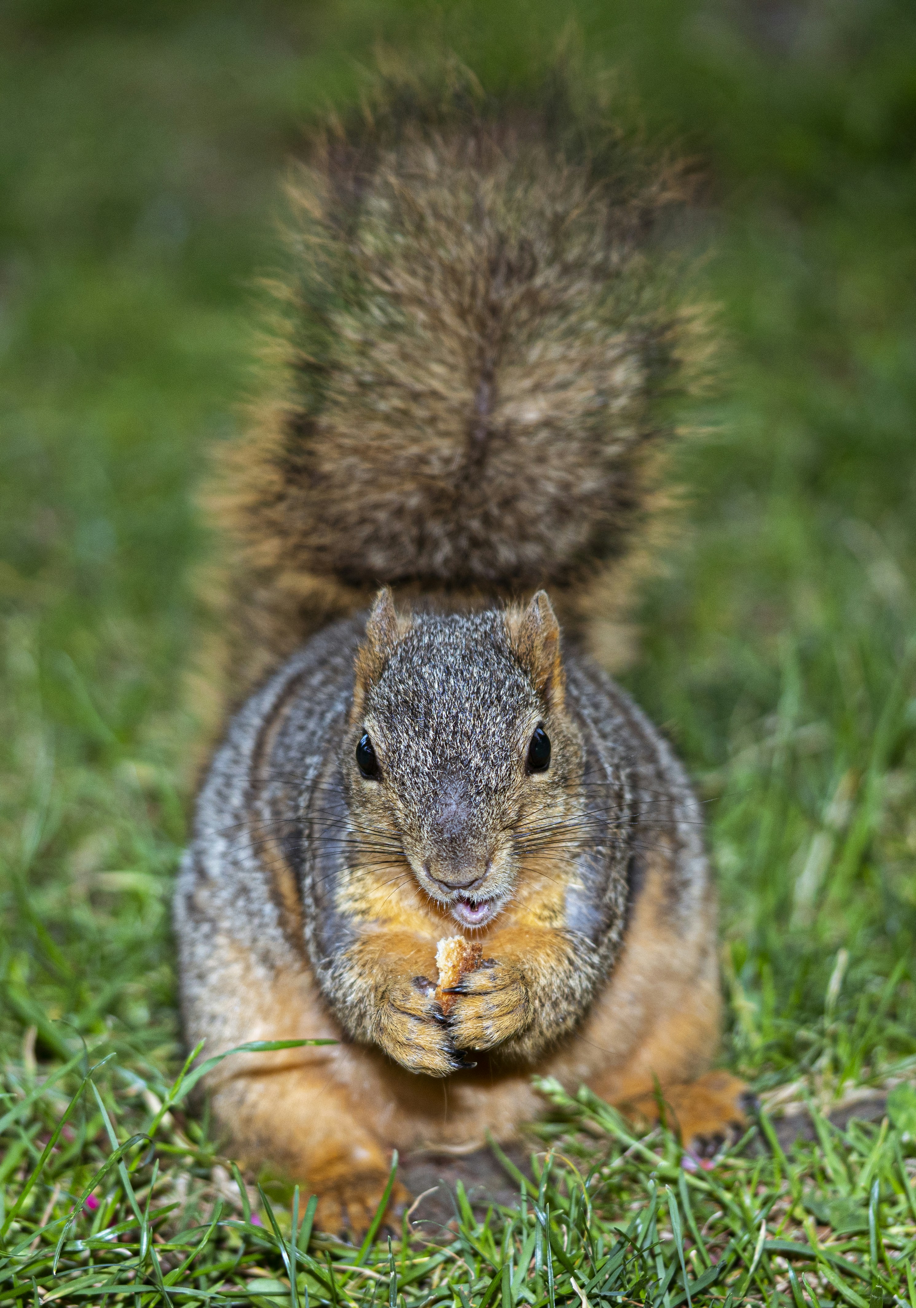 Brown rodent eating food on grass photo – Free Animal Image on Unsplash
