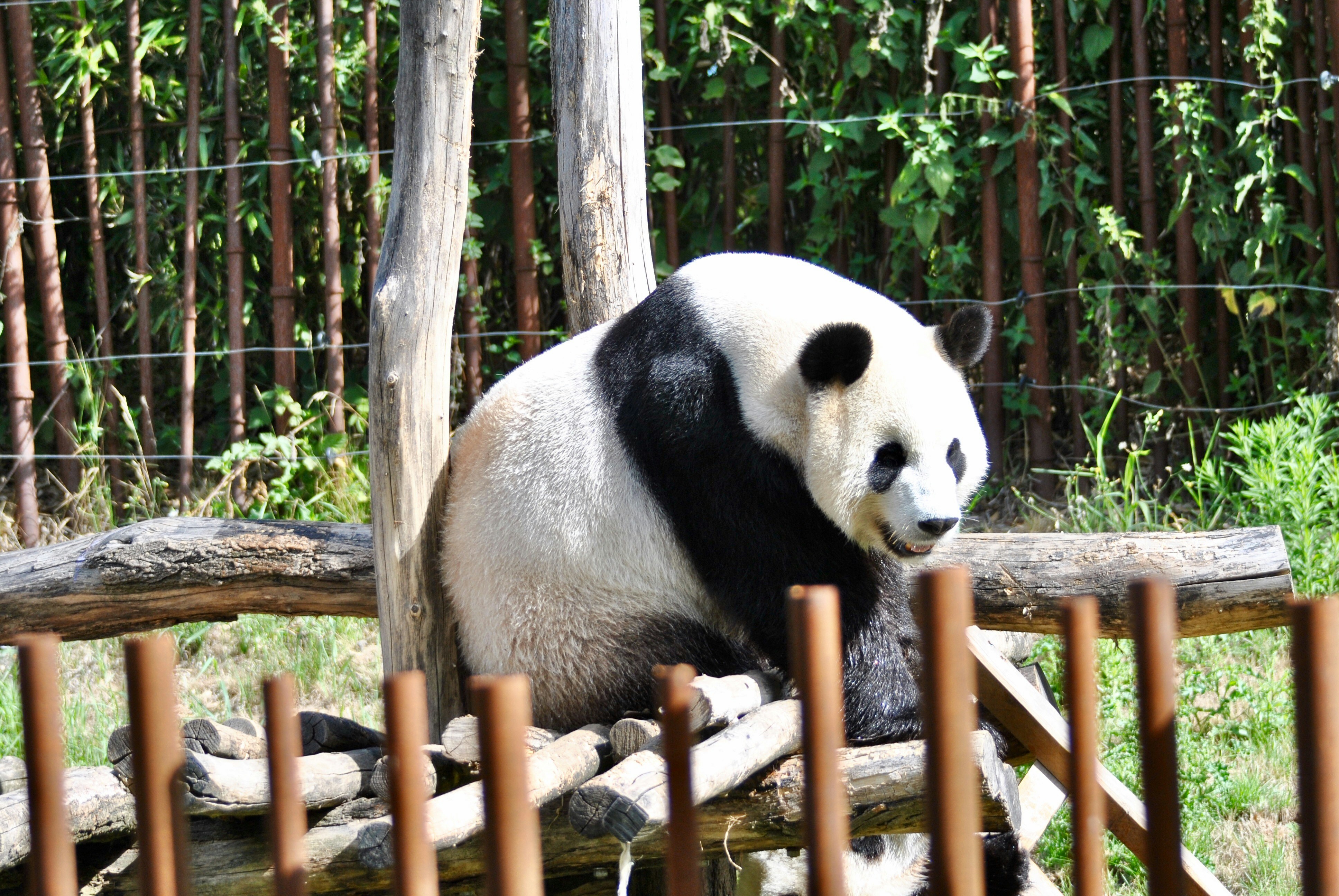 Between Rails and Bamboo: A Panda's Quiet Shelter Moment