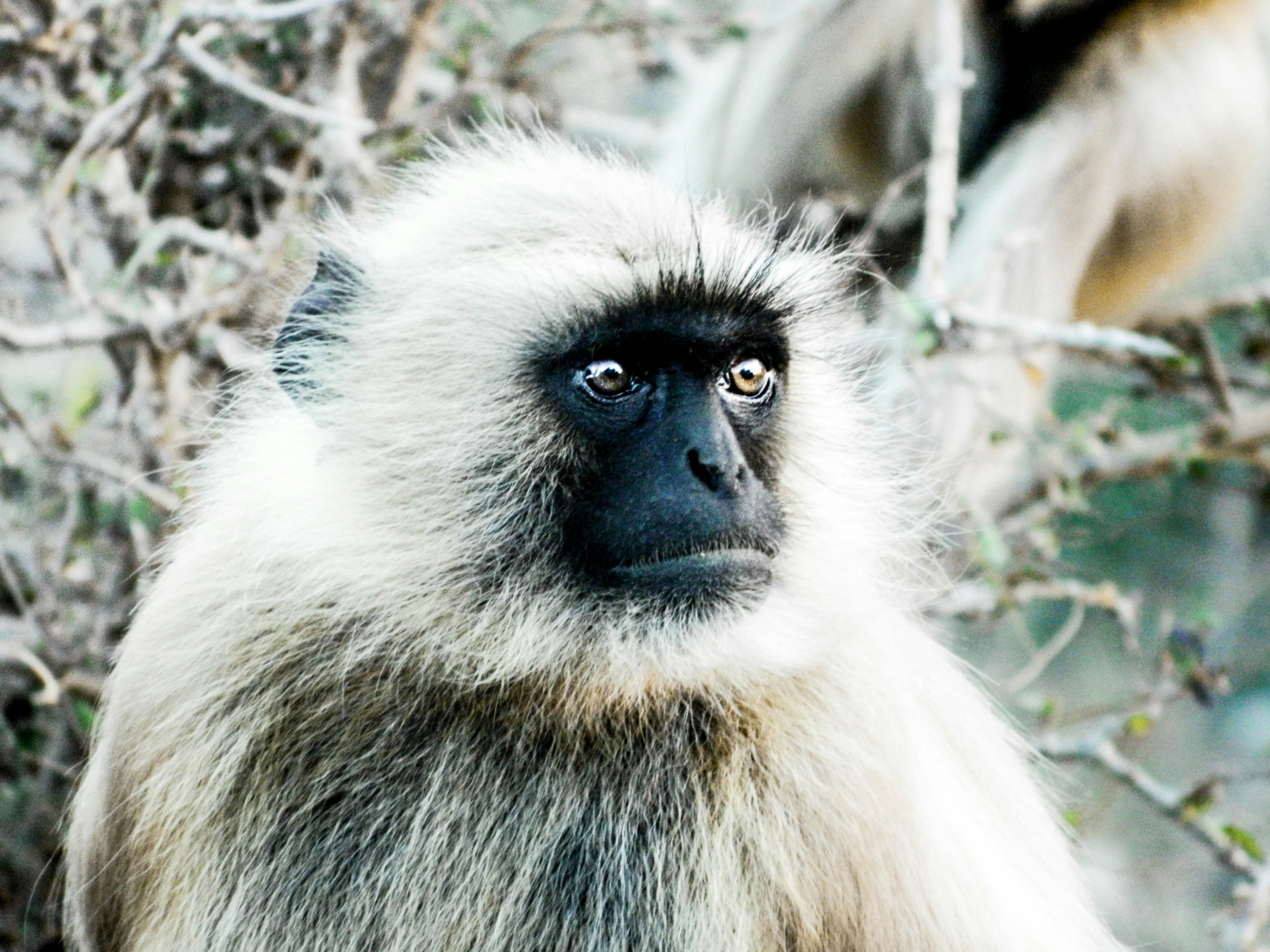 Close-up of a langur monkey with a thoughtful expression, framed by blurred foliage in the background.