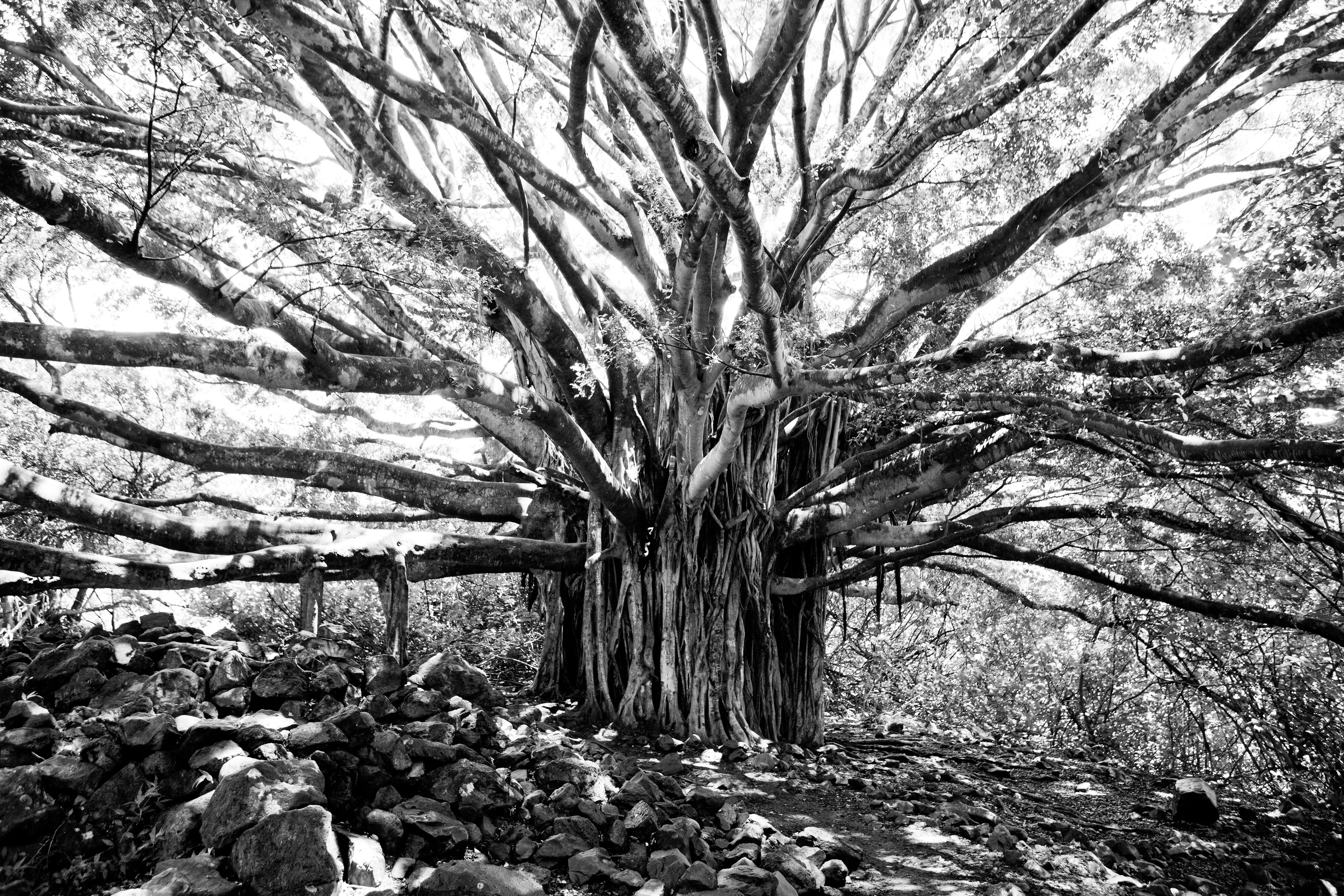 Grayscale photography of bare tree photo – Free Grey Image on Unsplash