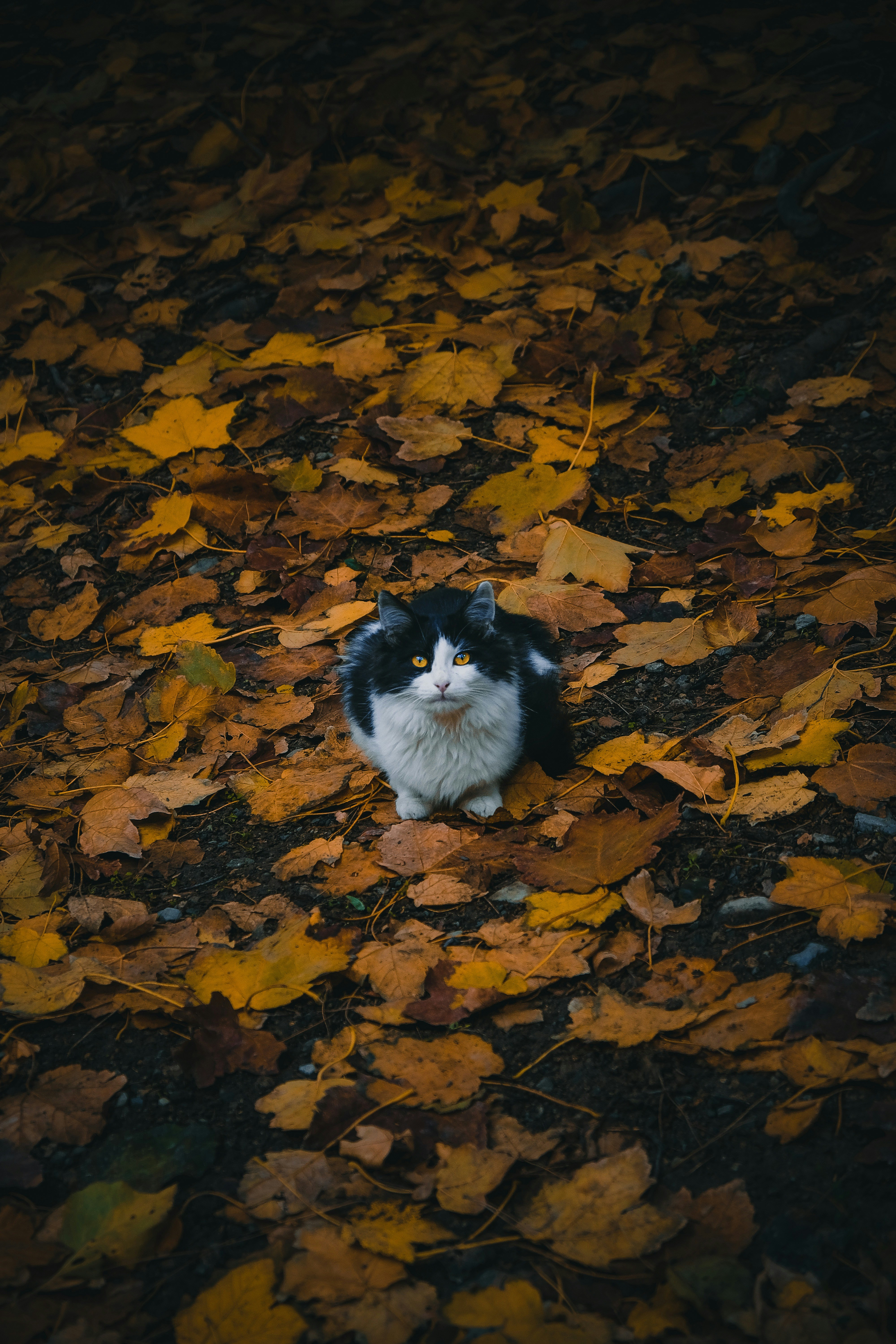 Fluffy black and white cat sitting on a bed of vibrant autumn leaves, blending nature's colors with its own. The scene captures a moment of tranquility in a seasonal landscape.
