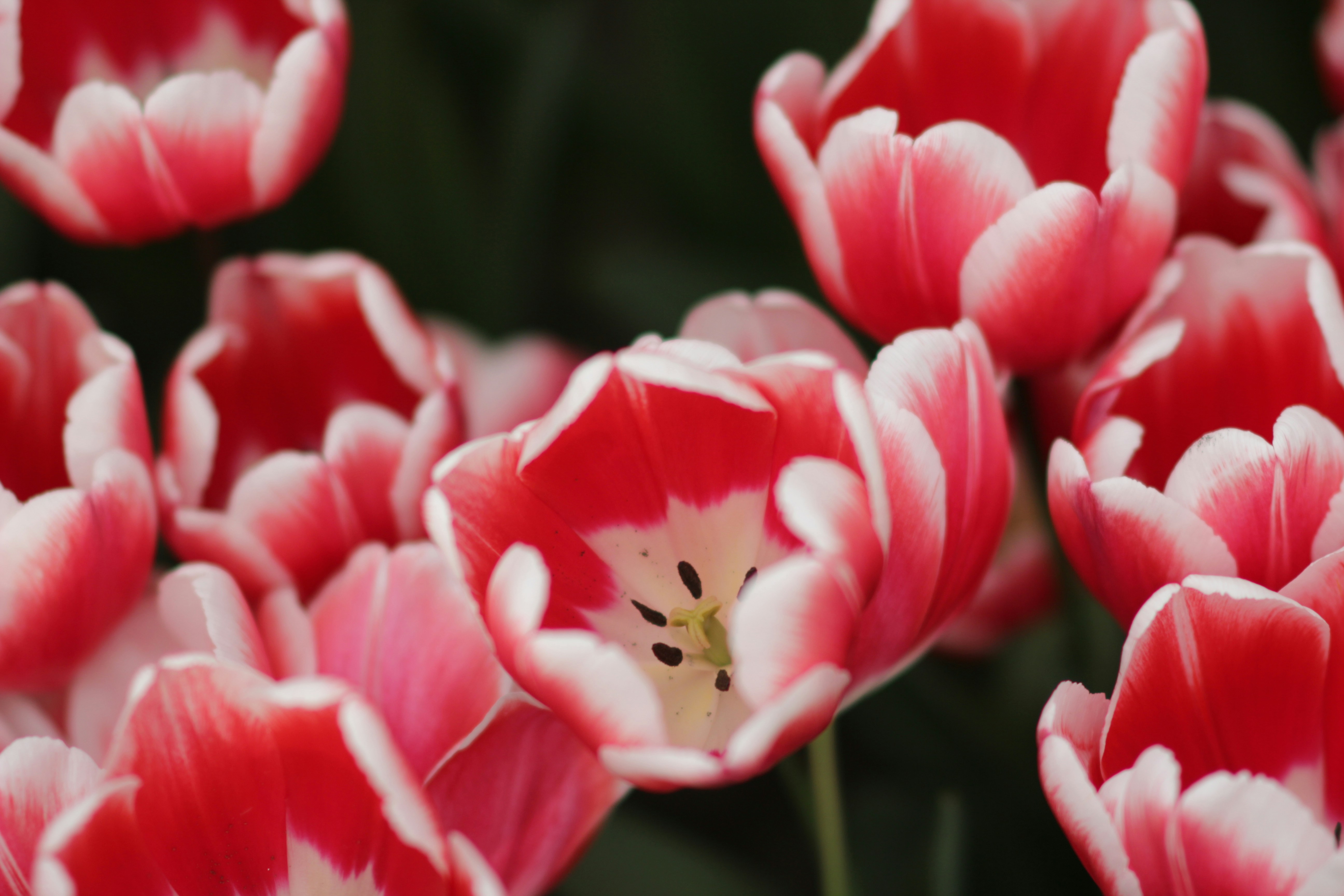 A cluster of vibrant pink and white tulips, showcasing their delicate petals and intricate details against a dark backdrop.