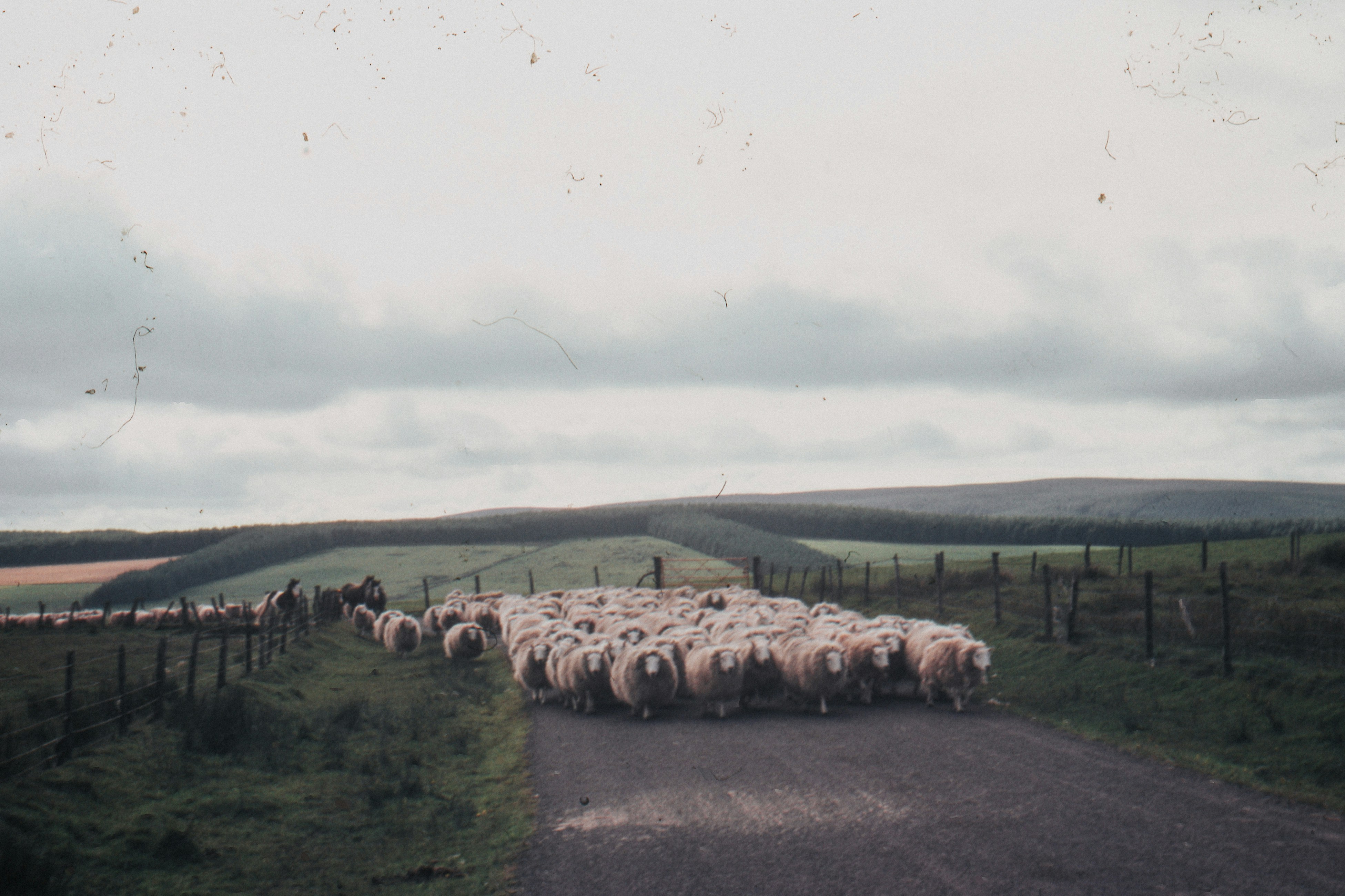 Herd of sheep moving along a rural road, framed by rolling hills and overcast skies. The scene captures the essence of pastoral tranquility.