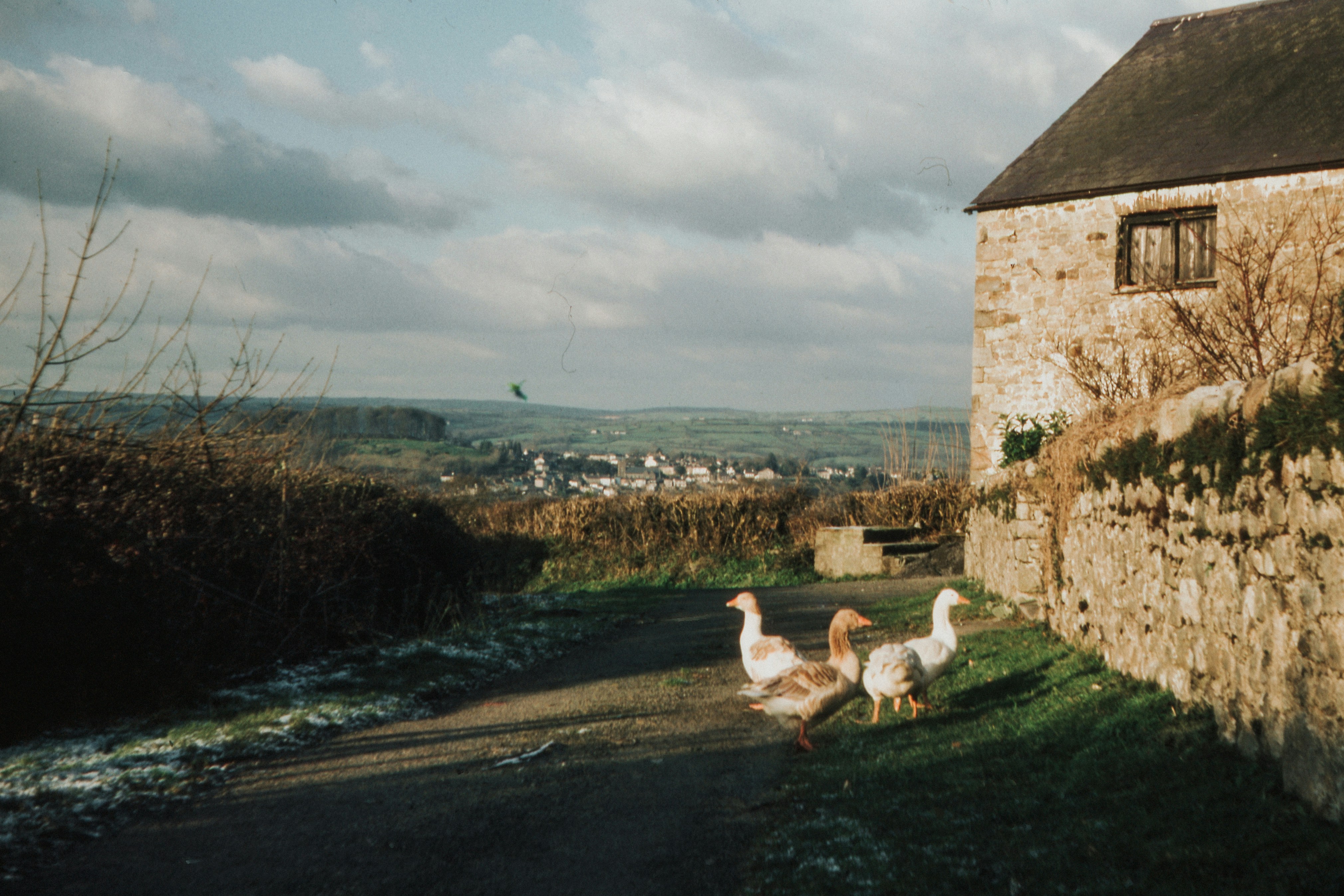 Three white geese walk along a dirt path beside a stone wall and a rustic building, with a distant village on a sunlit horizon.