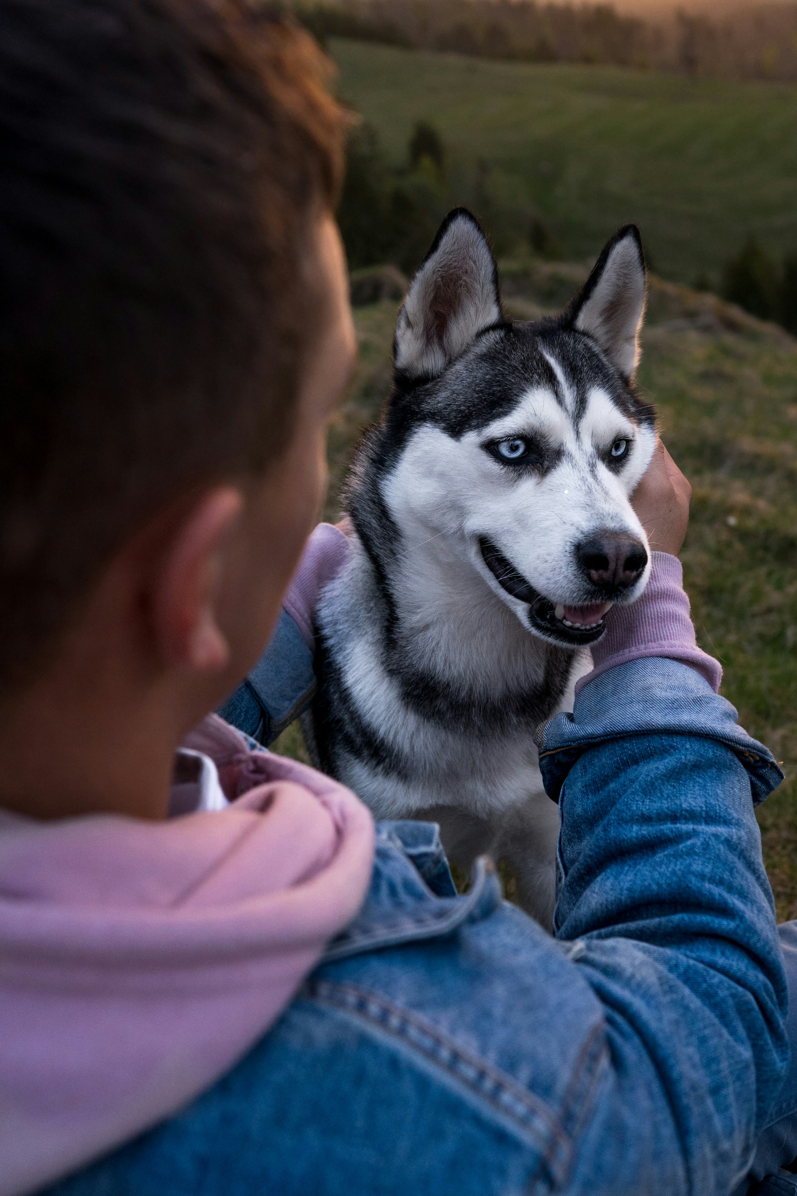 Eye Contact in the Field: A Husky's Smile Under Golden Hour Light