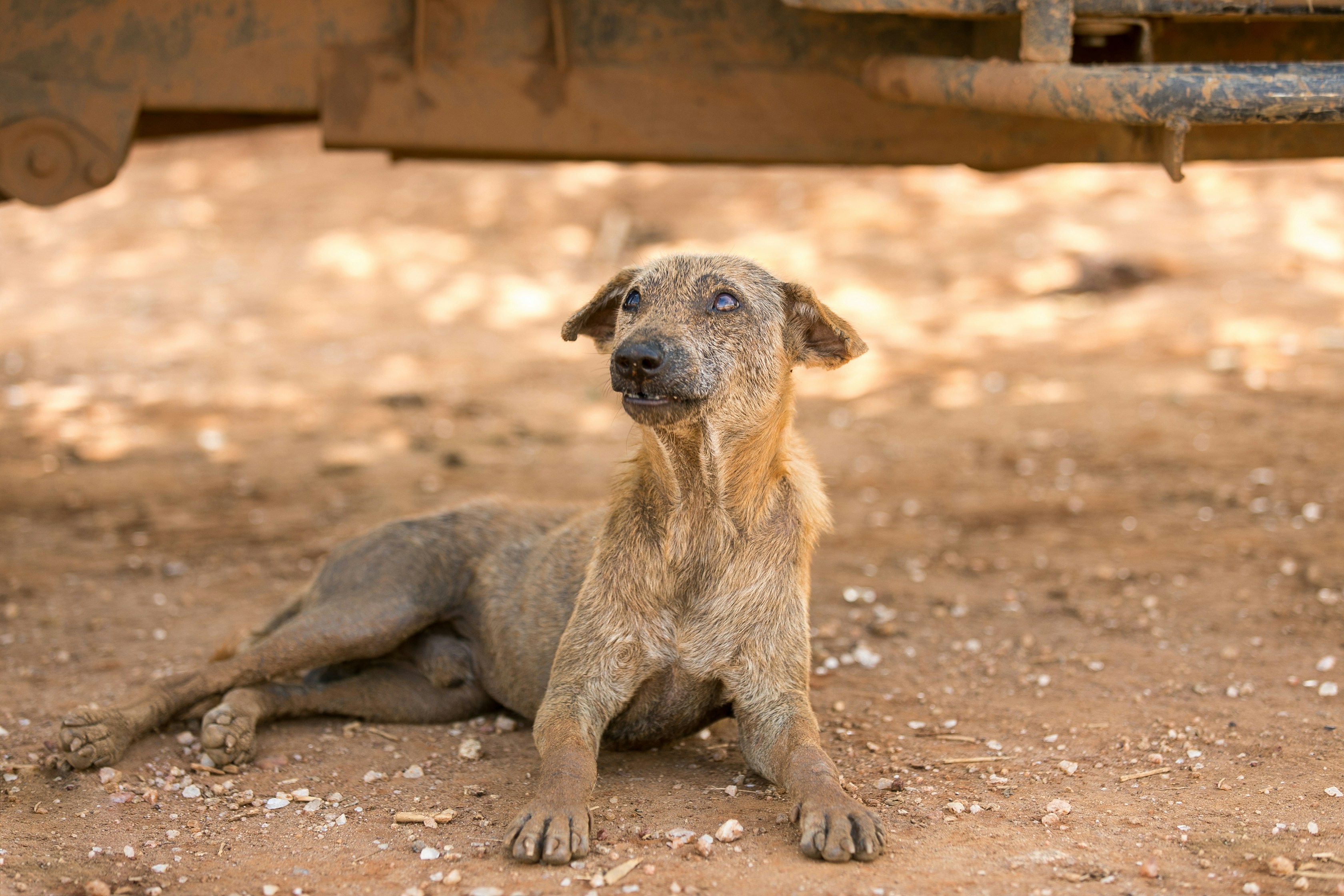 Dust and Demeanor: A Pup Resting Under a Rusted Frame