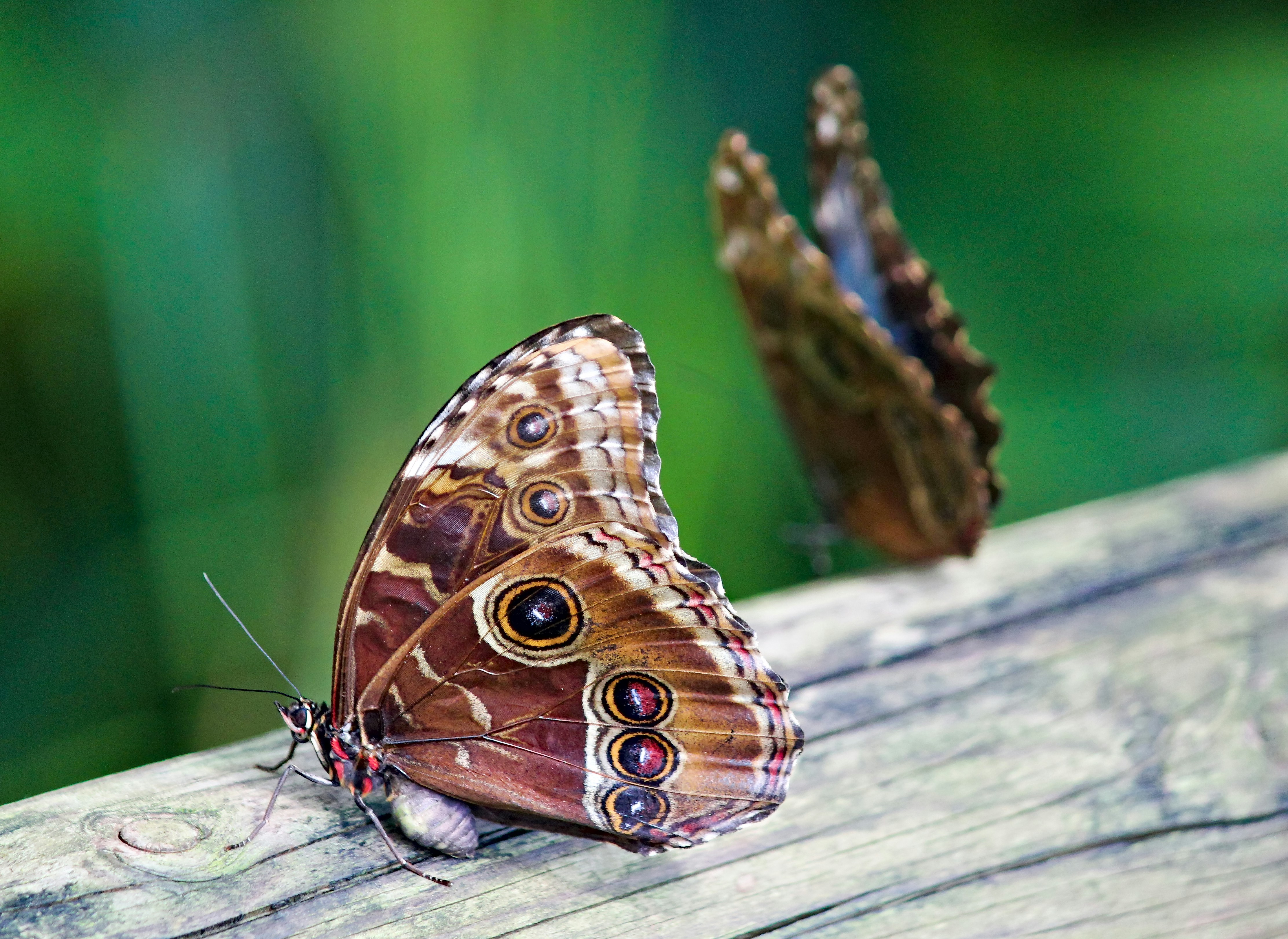 Butterfly on Weathered Wood: A Close-Up of Pattern and Moment