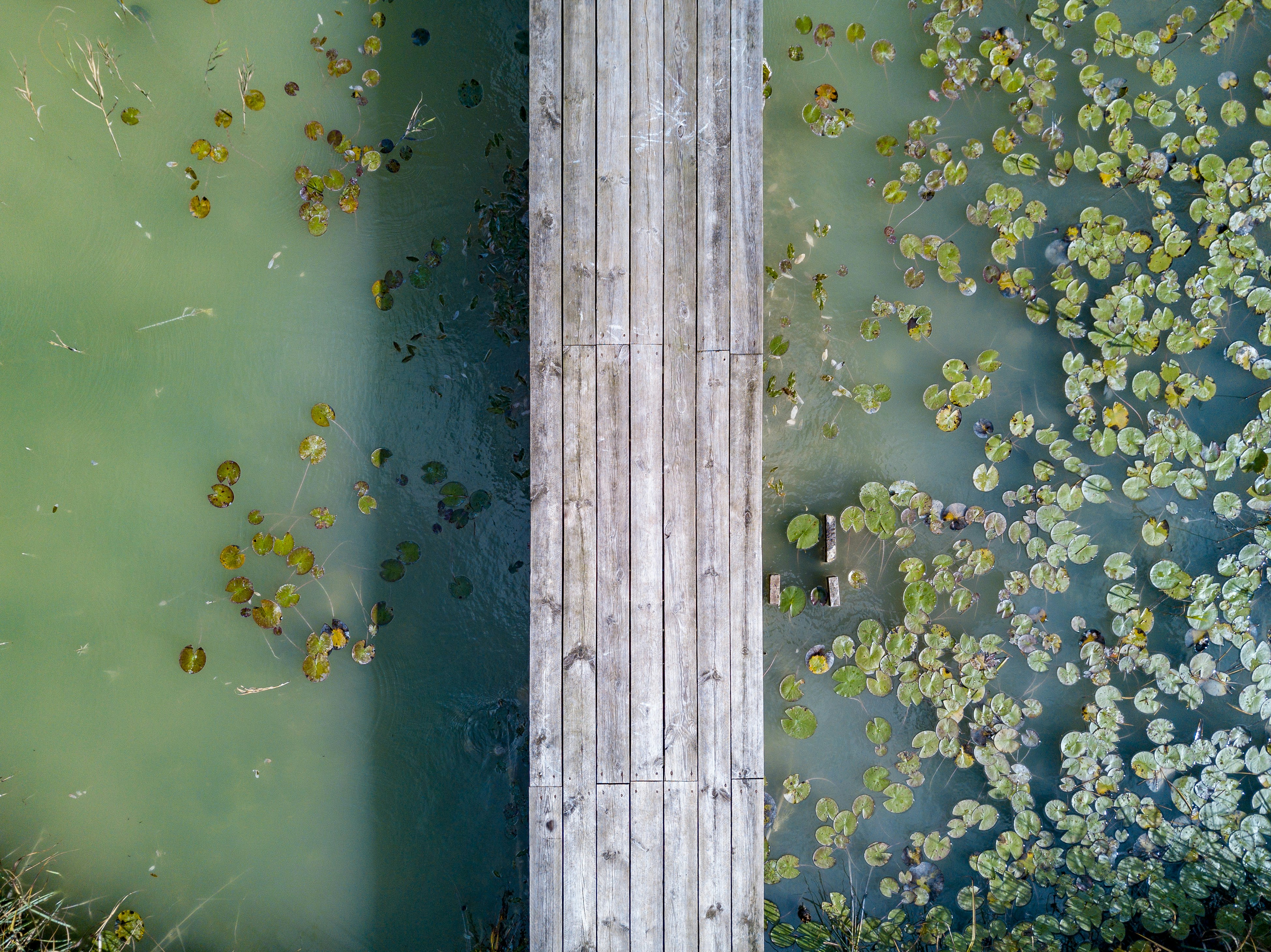 Center Spine: Weathered Pier Halves Verdant and Shadowed Waters