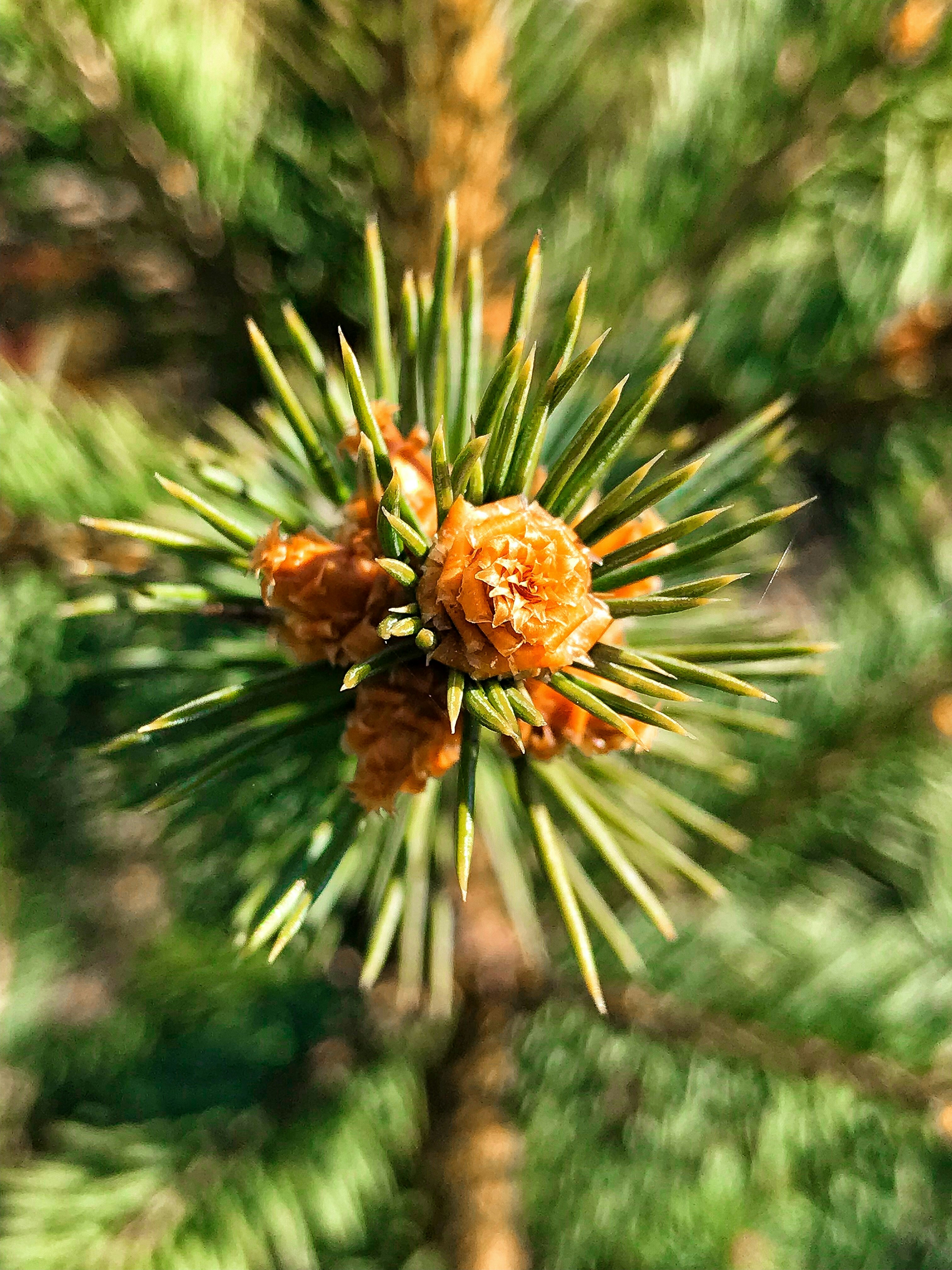 Close-up of a pine cone surrounded by sharp green needles, showcasing the details of nature's design.