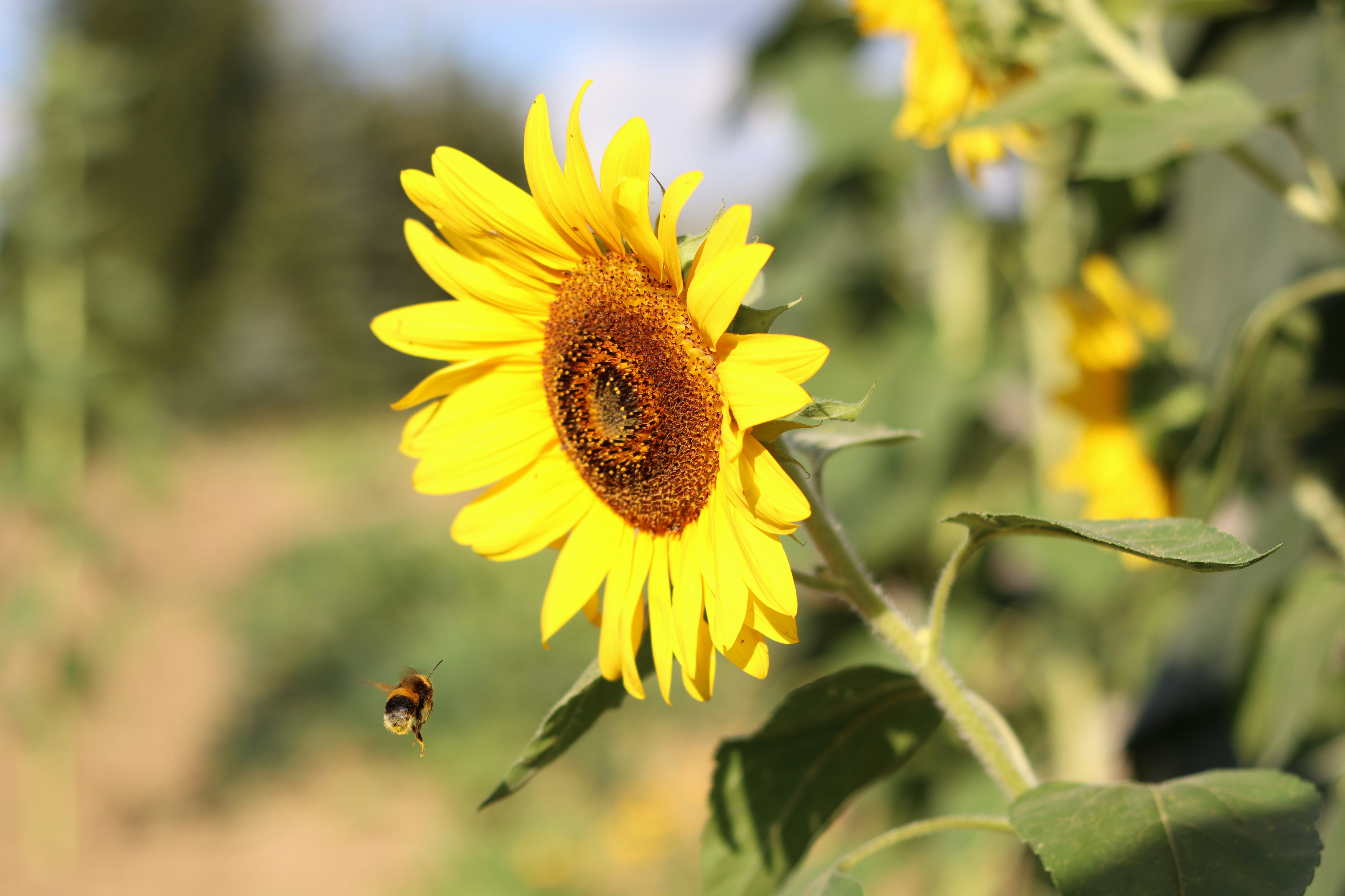 Sunflower Spotlight: A Bee Approaches the Golden Bloom