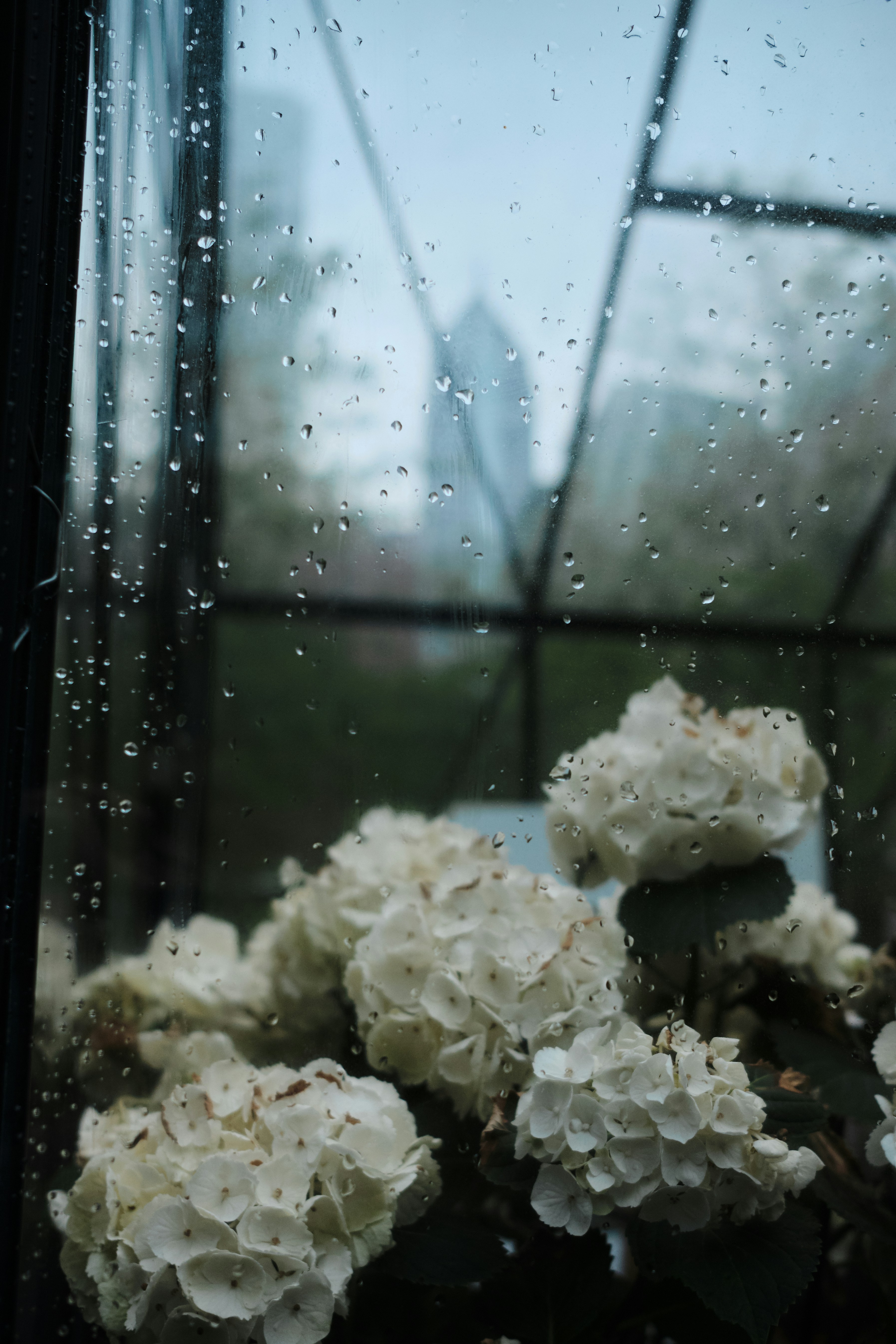 photography of white petaled flowers during daytime