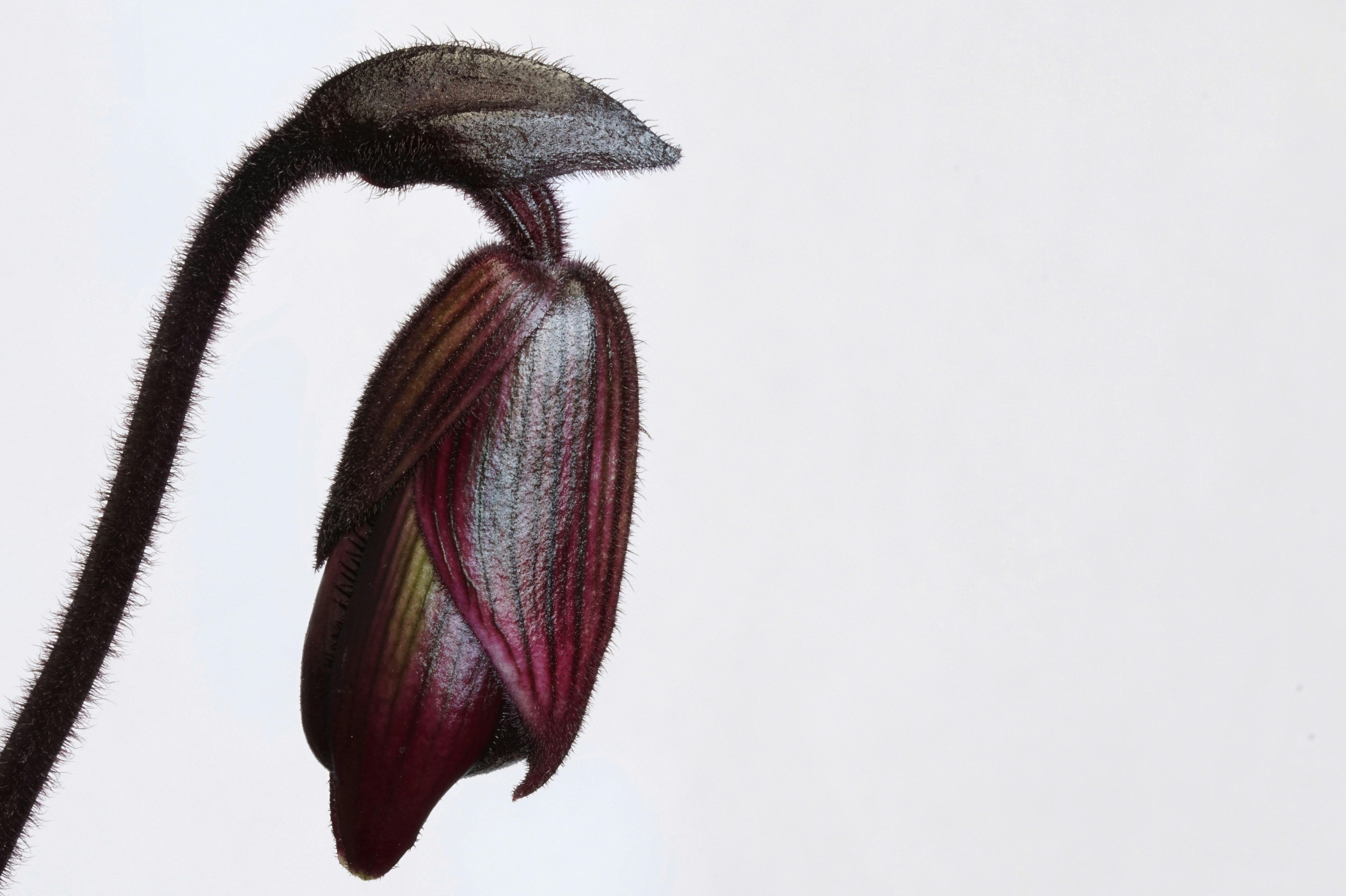 Orchid bud macro. This photo is produced by stacking up a set of 25 photos hence the nitidity and precision of details.