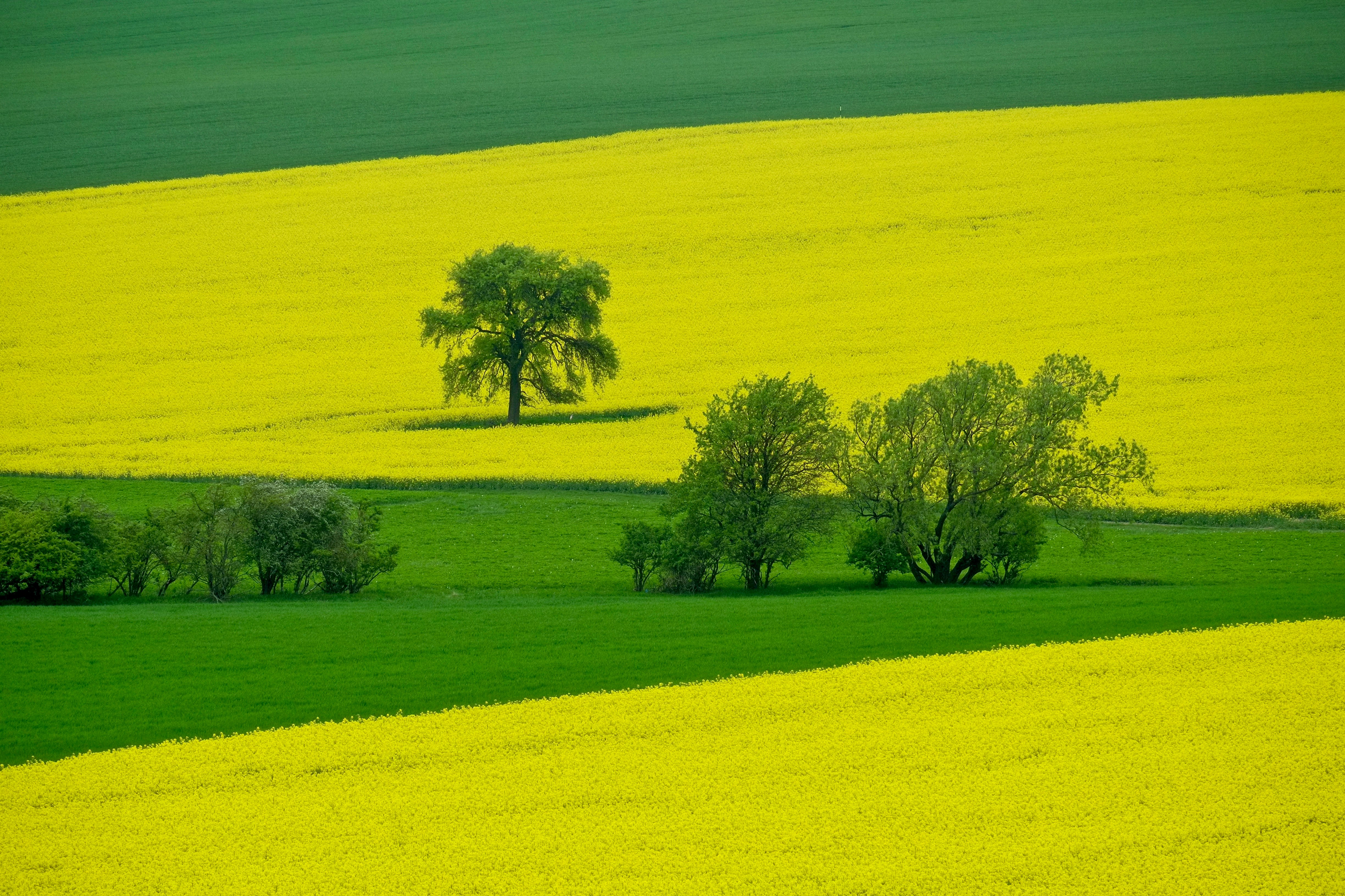 Yellow Landscape Pictures | Download Free Images on Unsplash