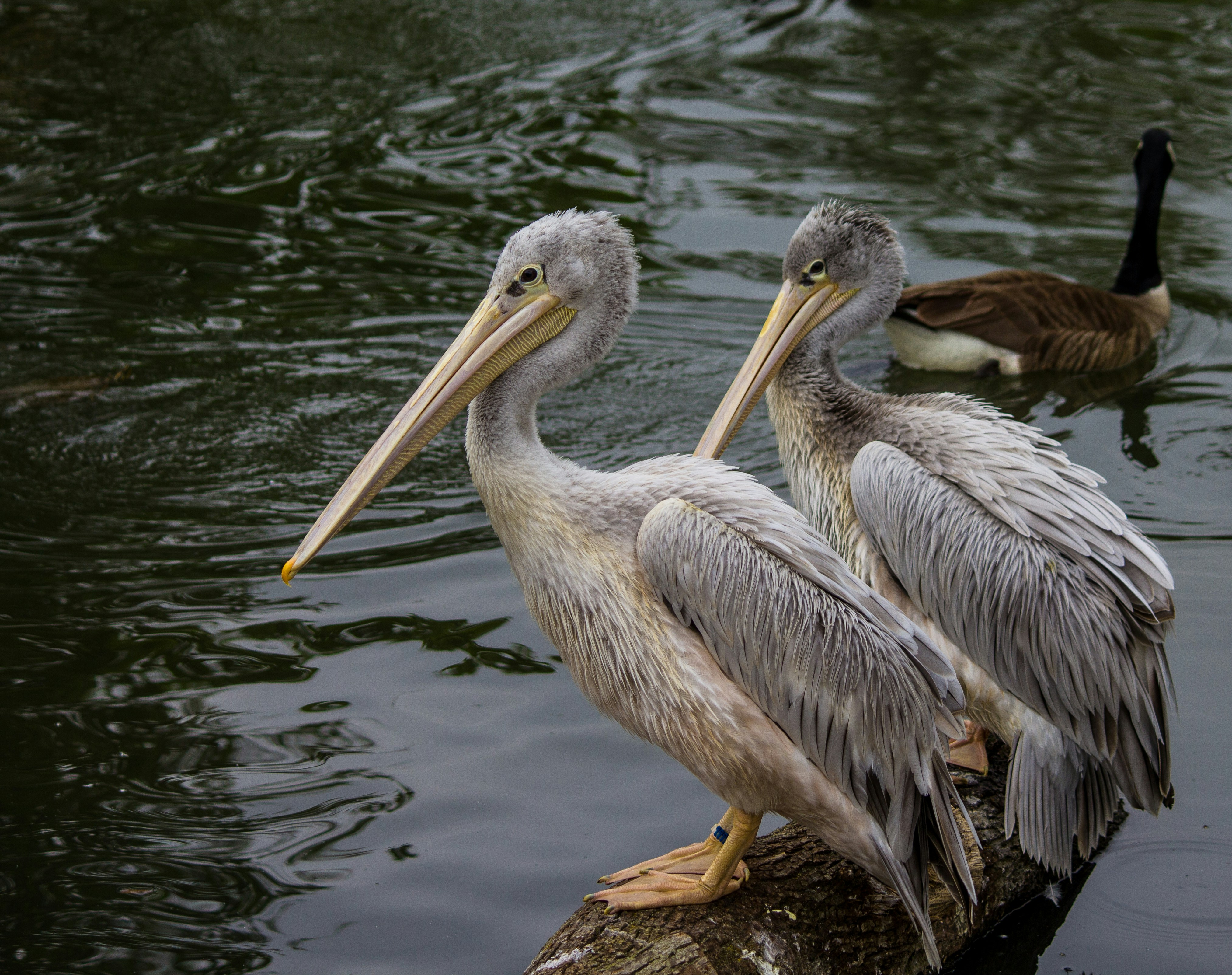 Two gray pelicans on wood above body of water photo – Free United ...