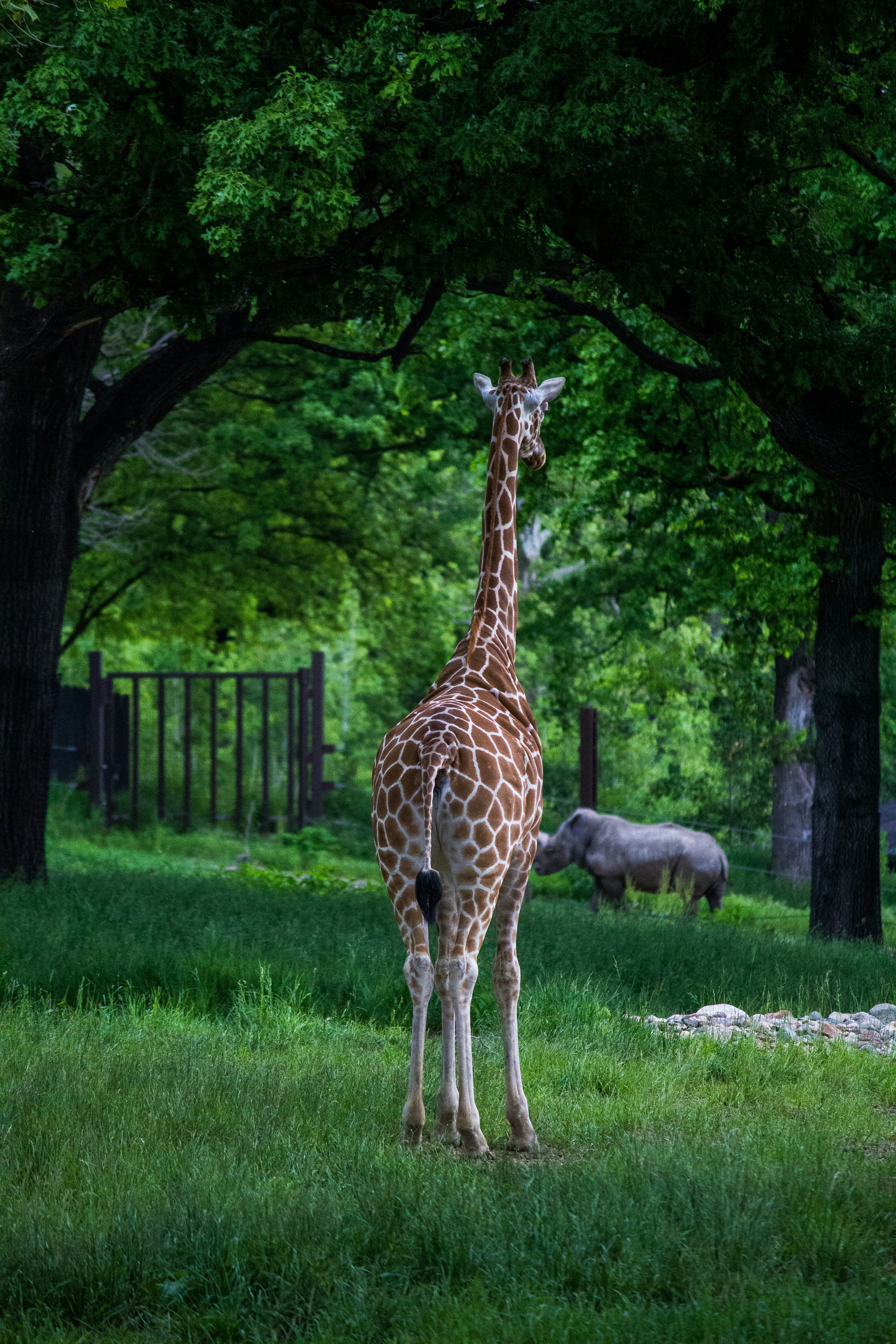 A giraffe stands gracefully in a lush green setting, framed by towering trees, while a hippo grazes quietly in the background.