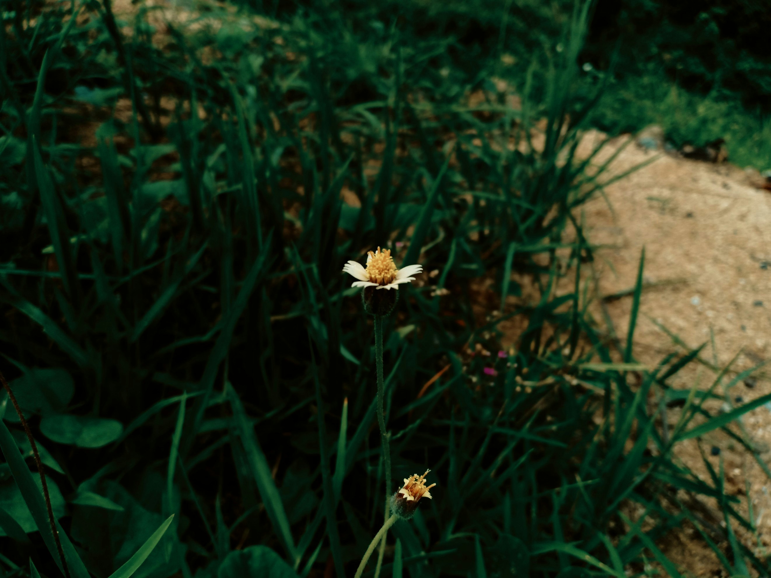 A solitary flower stands tall amidst lush greenery, highlighting the contrast between its delicate petals and the surrounding foliage.