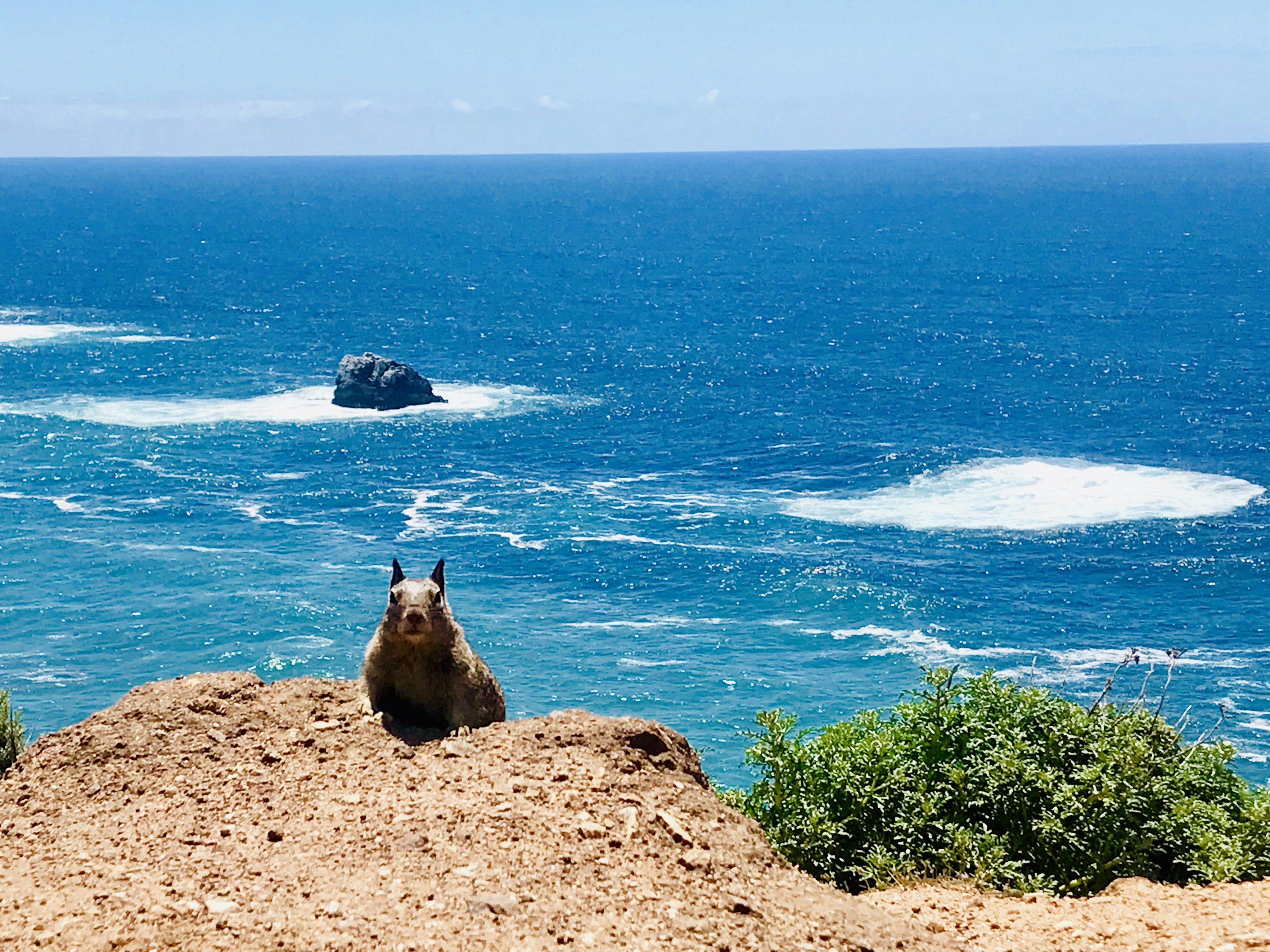 Lone Fox on a Wind-Worn Sea Cliff