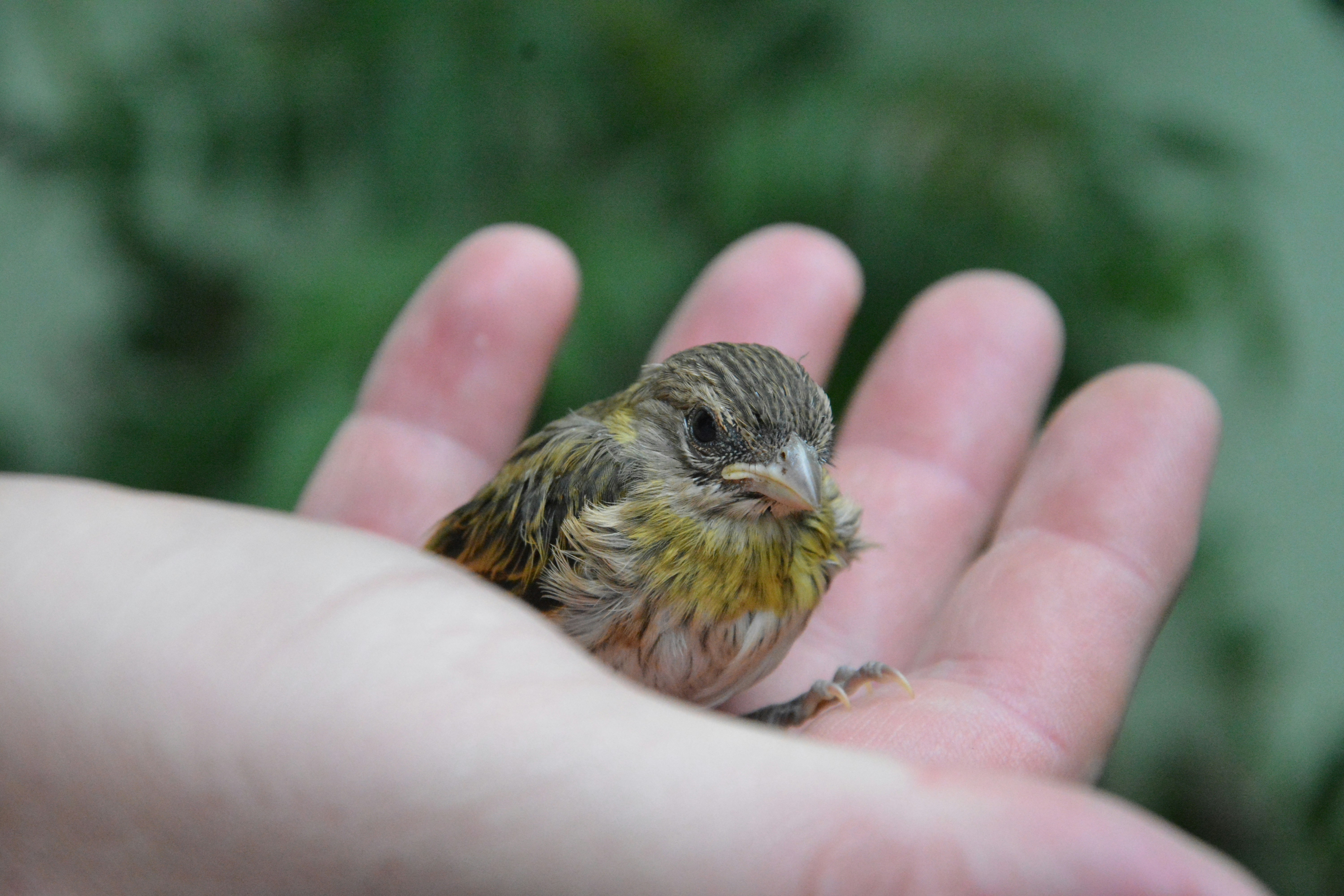 Tiny Warbler Resting in an Open Palm